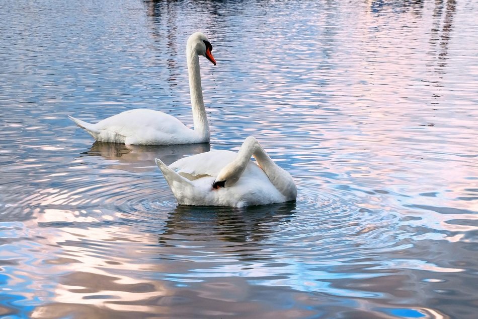 Gorgeous Swans floating in the Water free image download