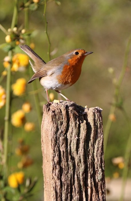 Robin on a wood free image download