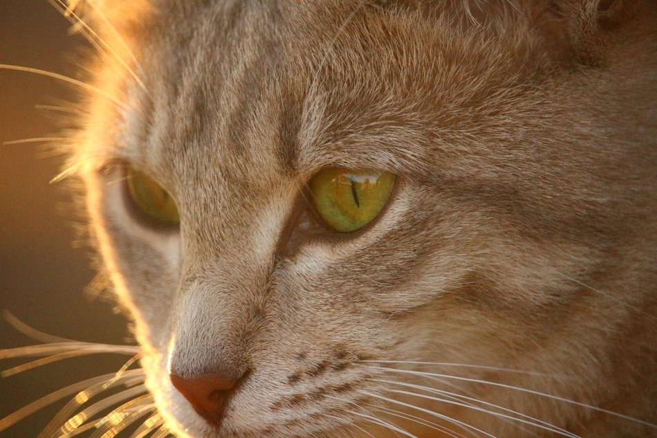 Macro photo of cat face free image download