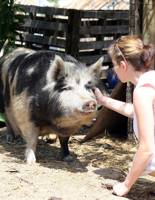 Woman petting big pig on farm free image download
