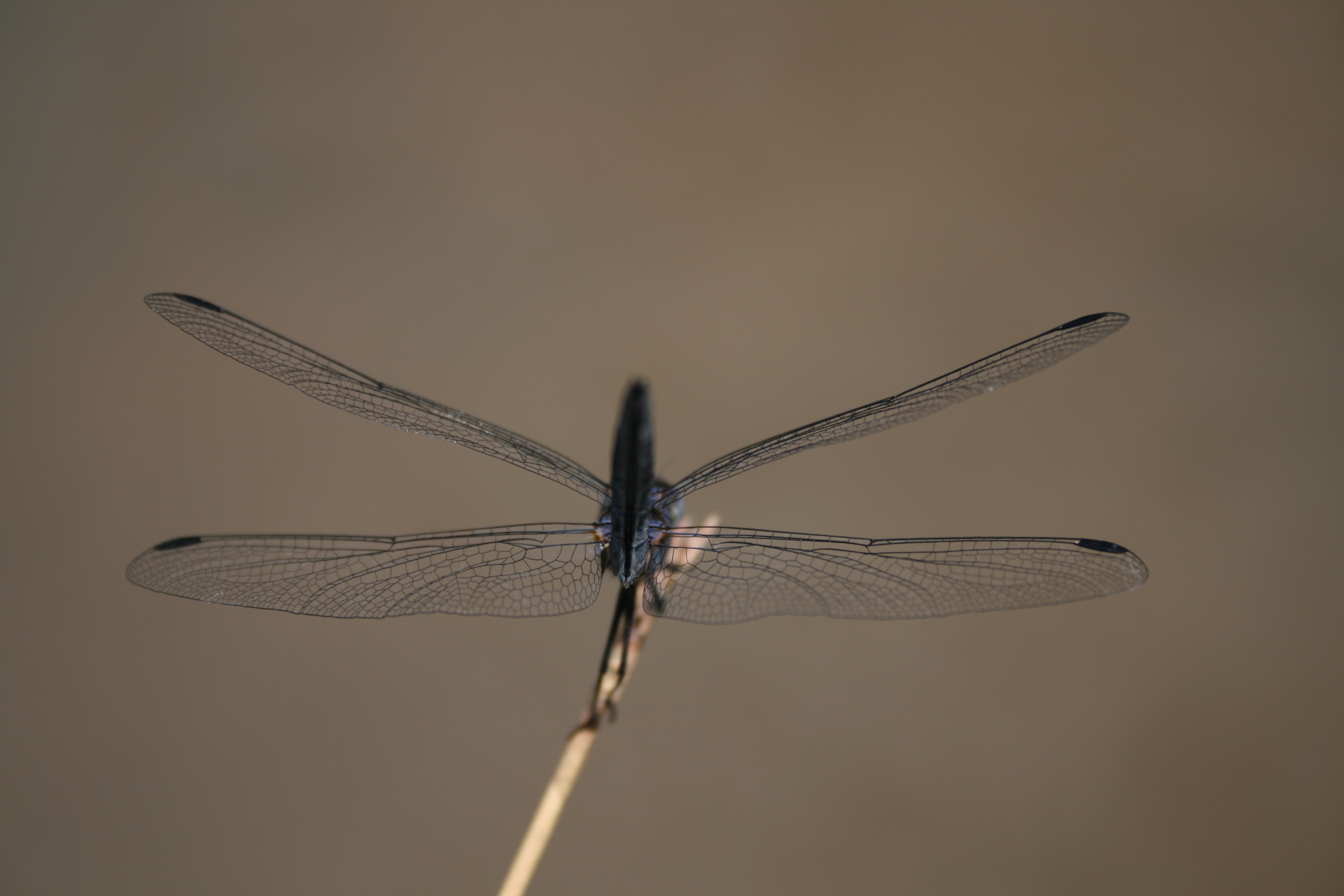 Dragonfly by the water close-up on blurred background free image download