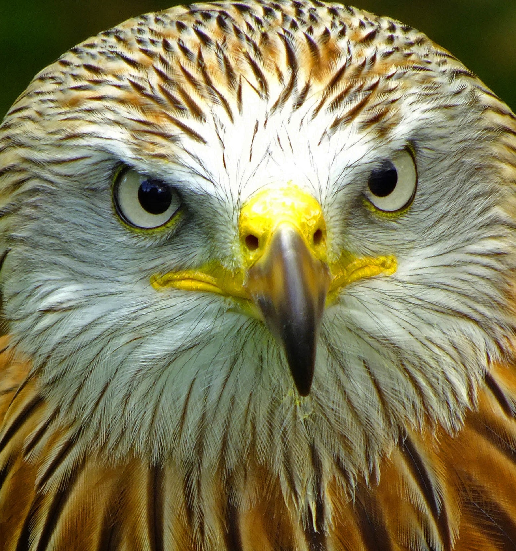 Bird of prey head free image download
