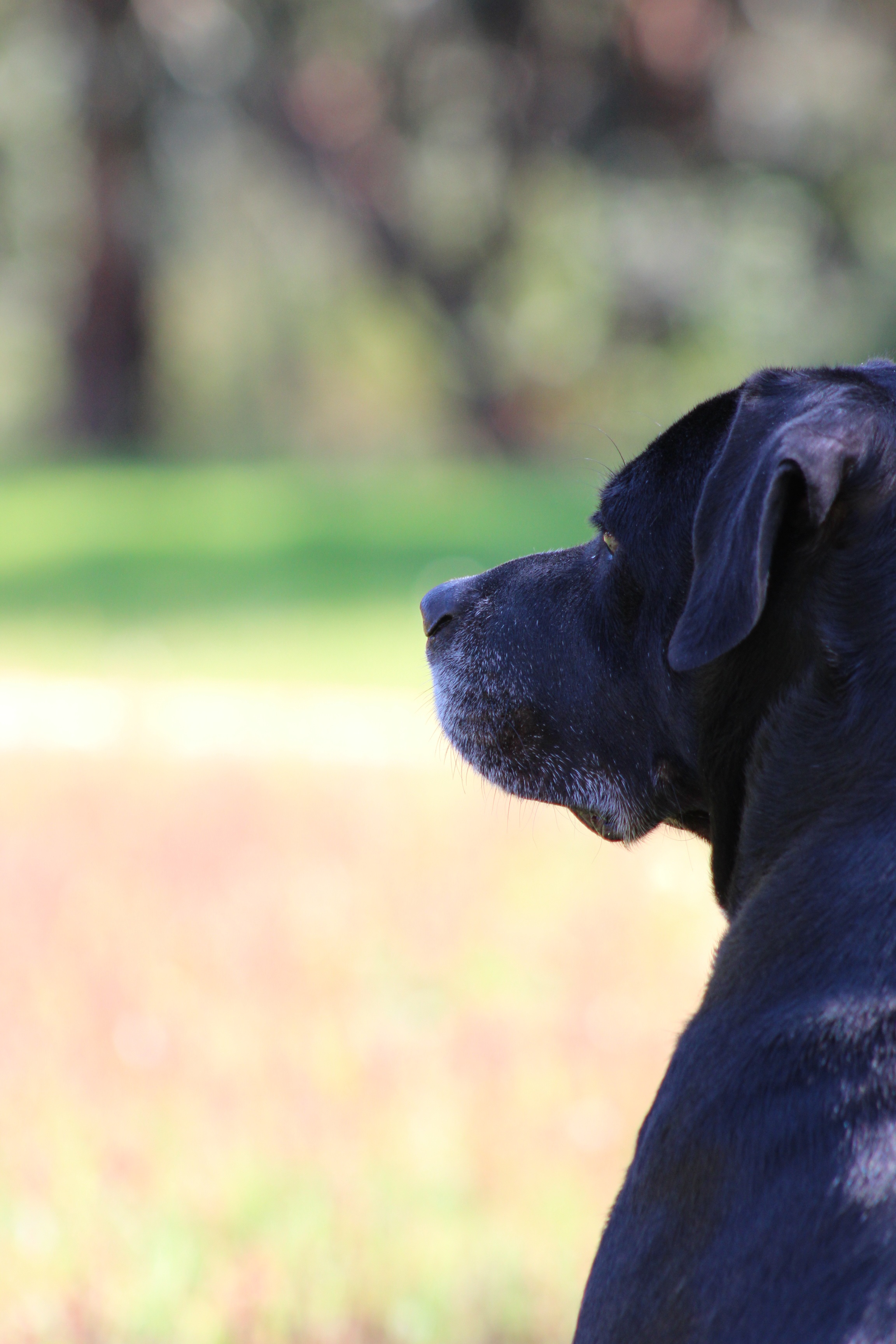 The loyalty of a dog free image download