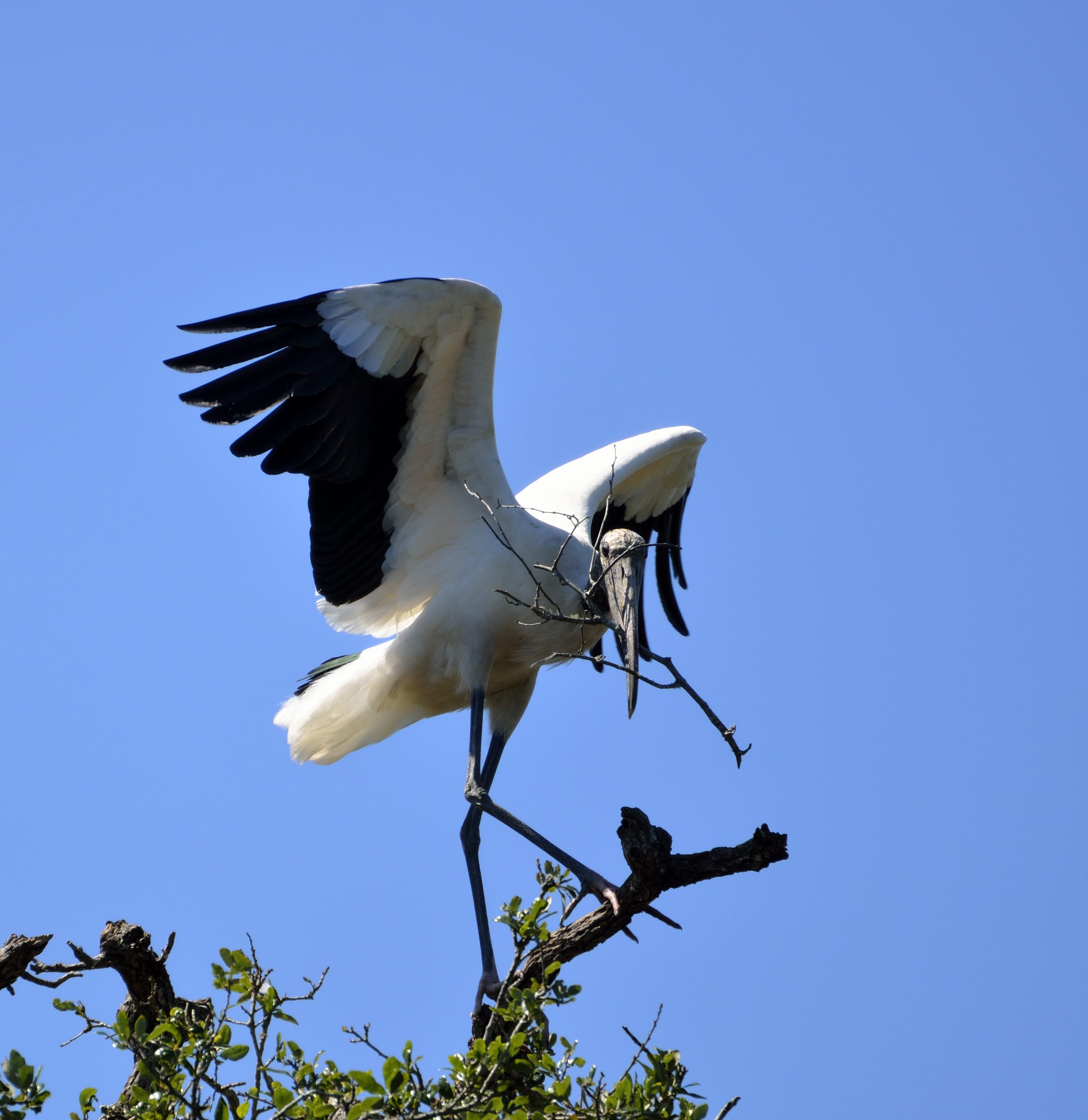 Big Stork On A Branch Free Image Download