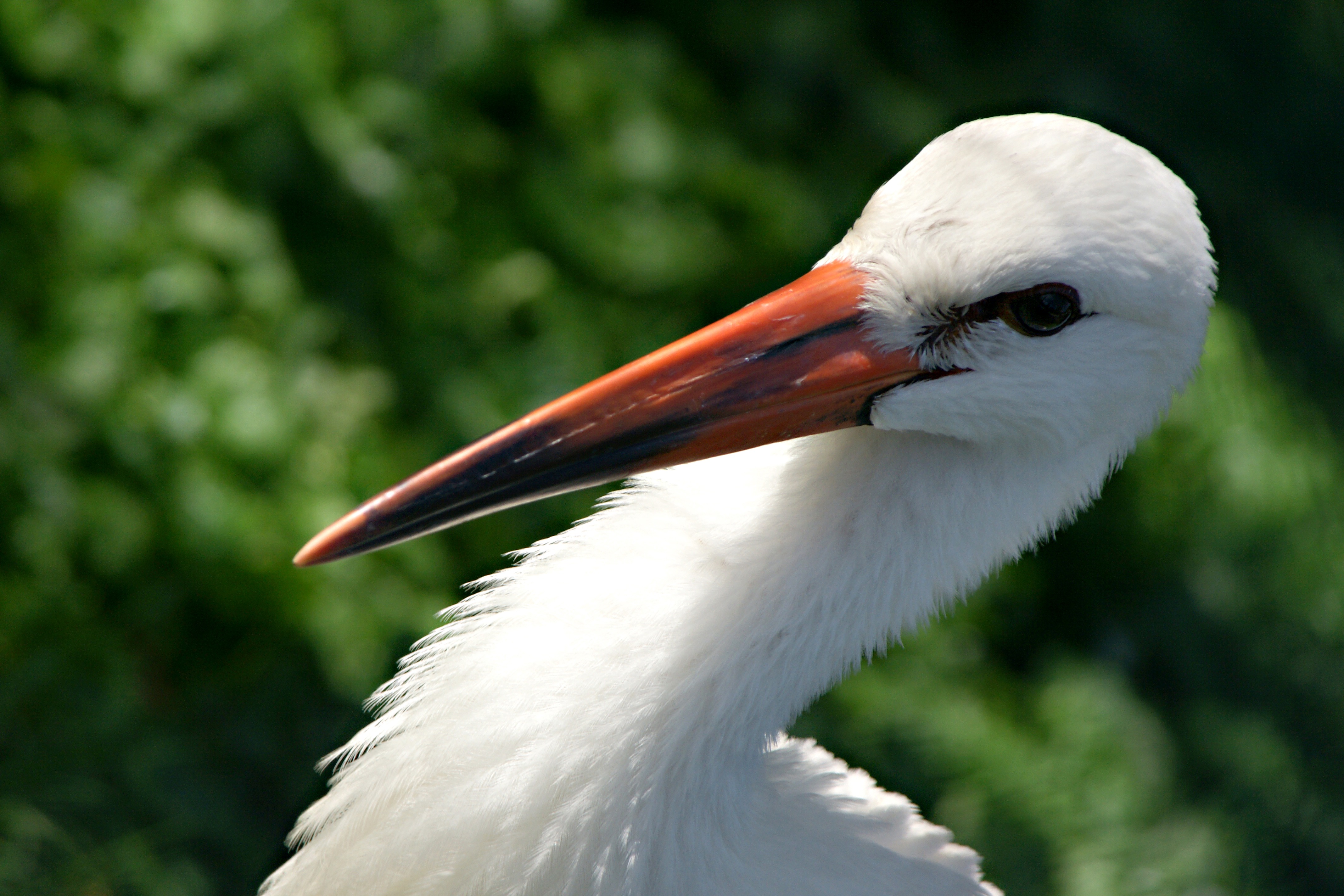 Portrait of a stork close-up on blurred background free image download