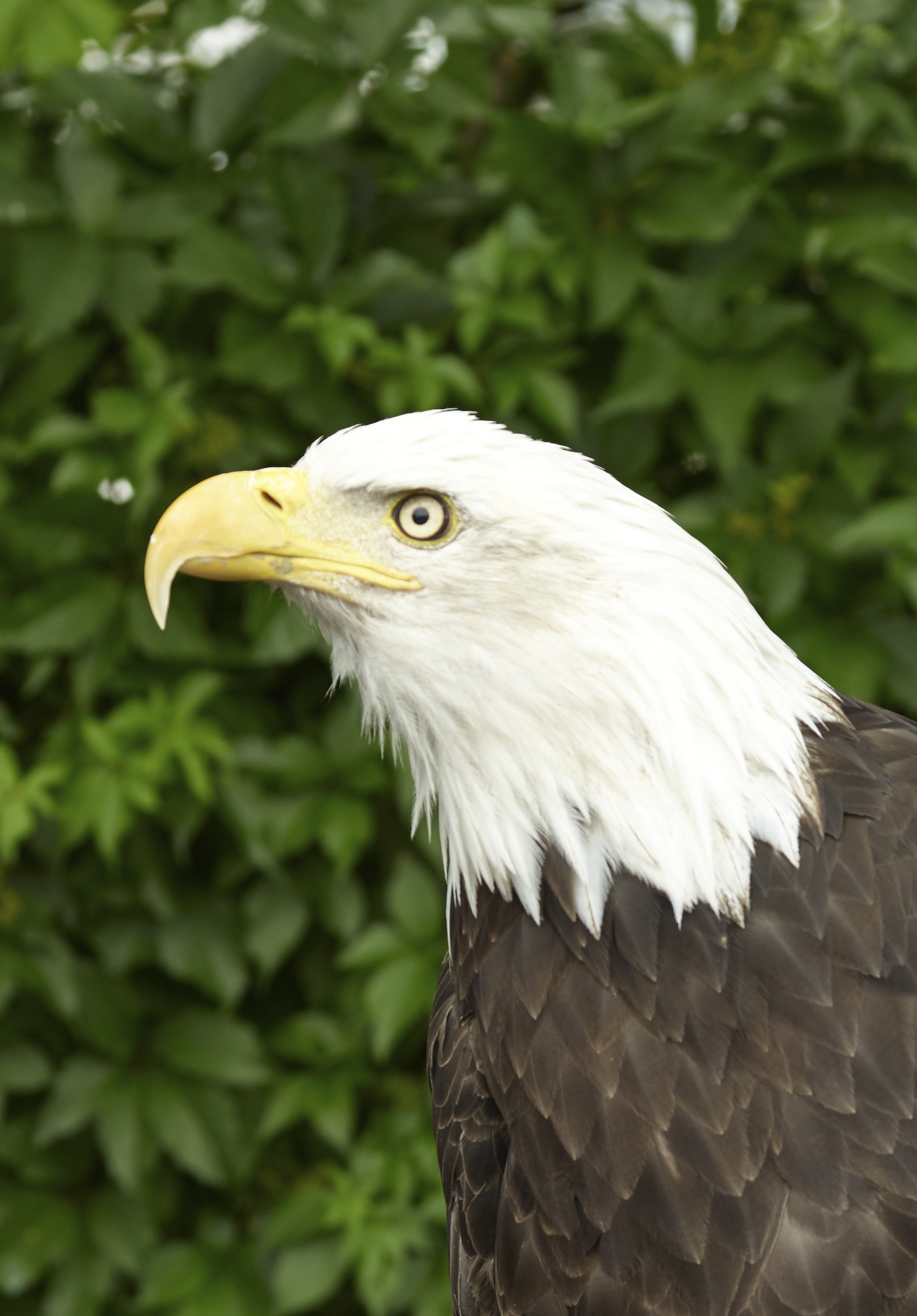 Profile portrait of a bald eagle free image download