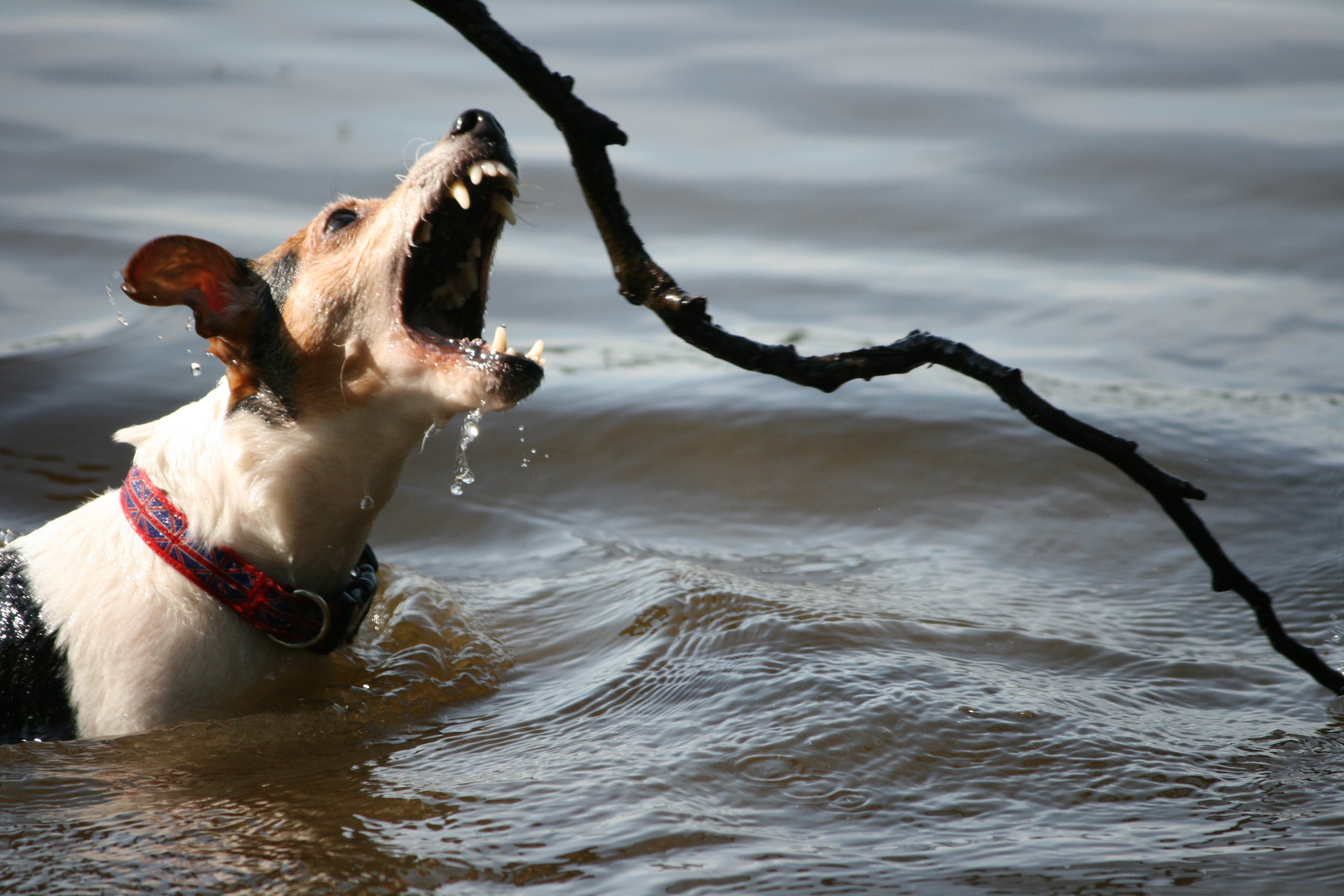 Jack russell terrier trying to grab a branch free image download