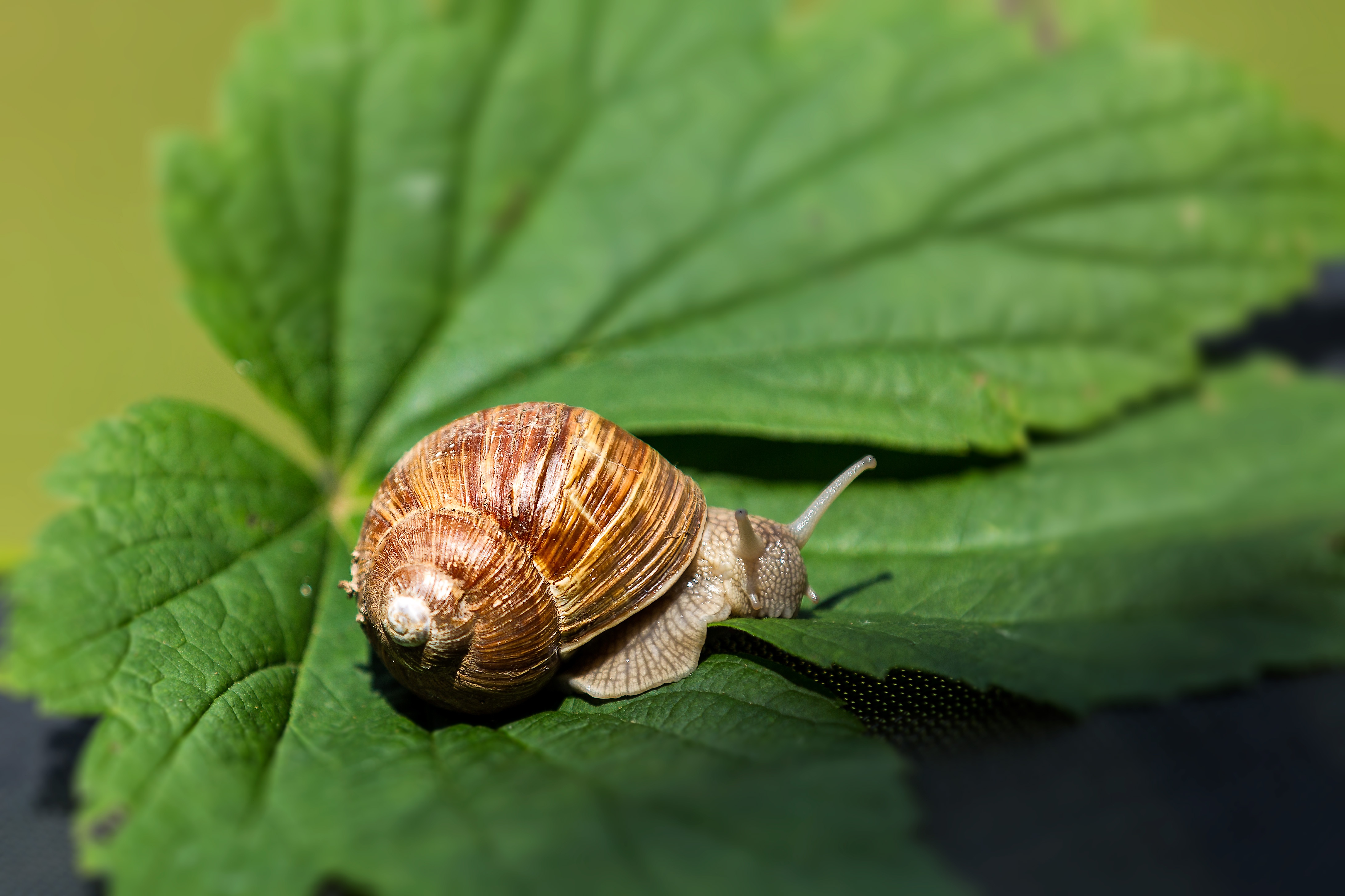 Snail on a leaf free image download