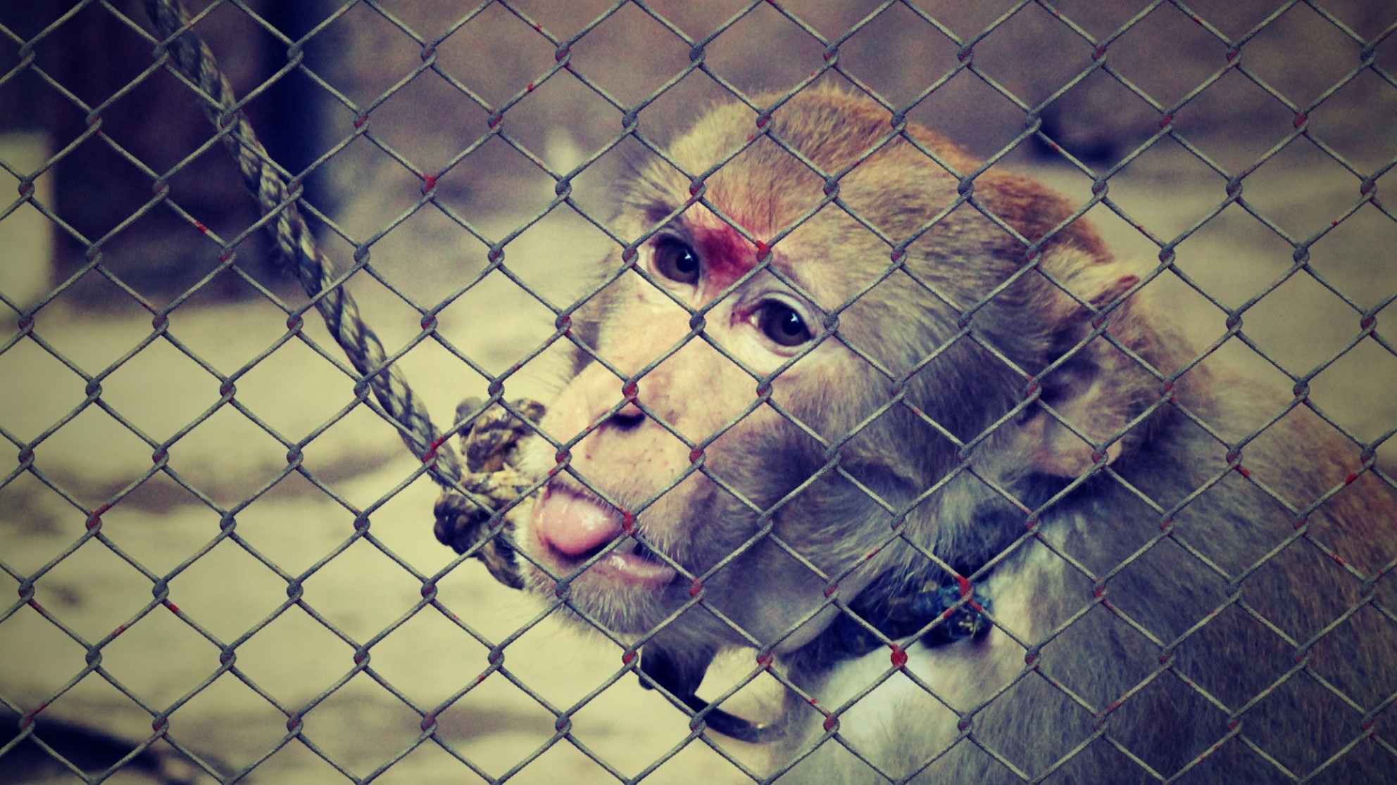 A chained monkey in a cage free image download