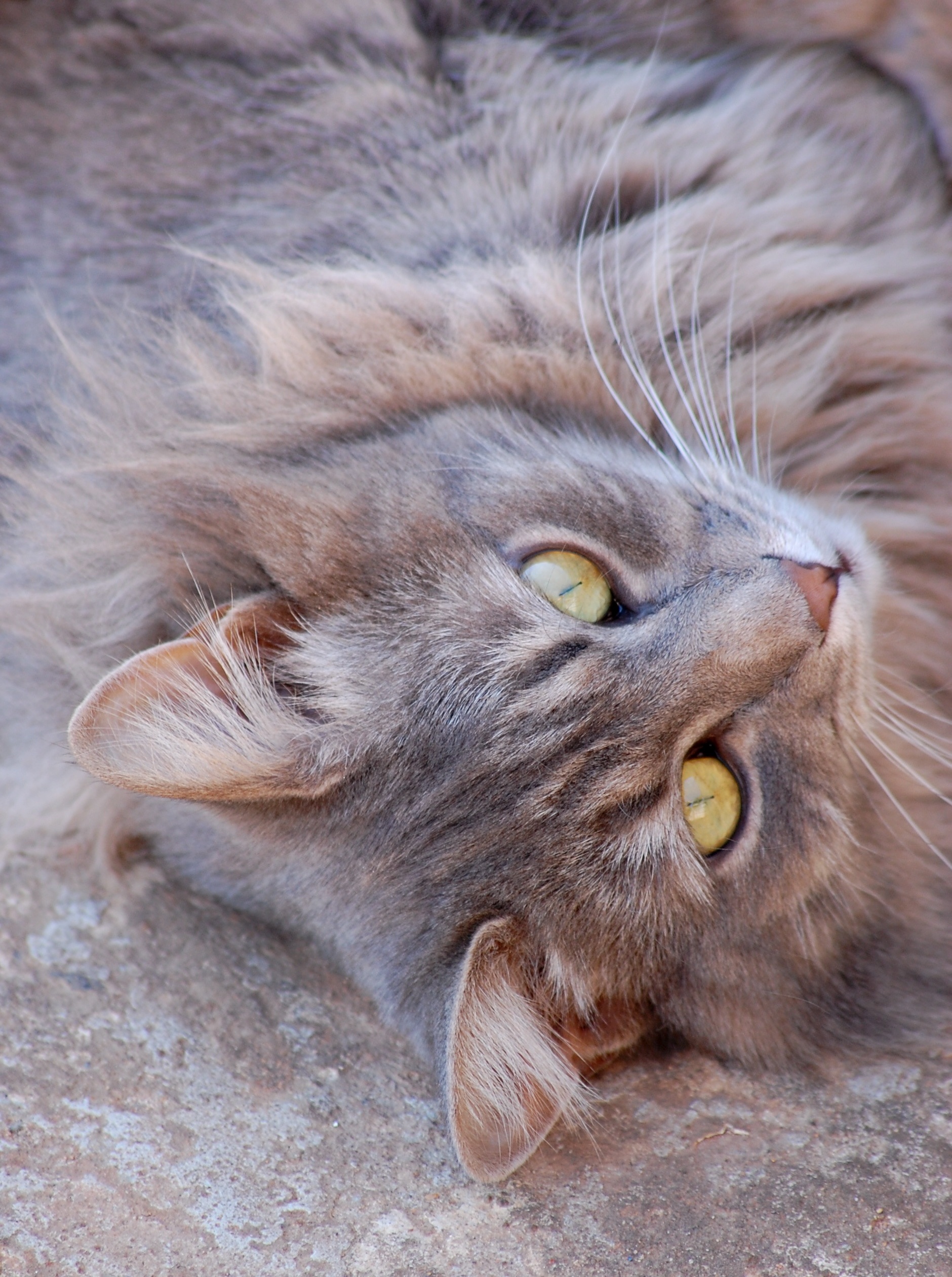 Grey ,furry cat with green eyes free image download