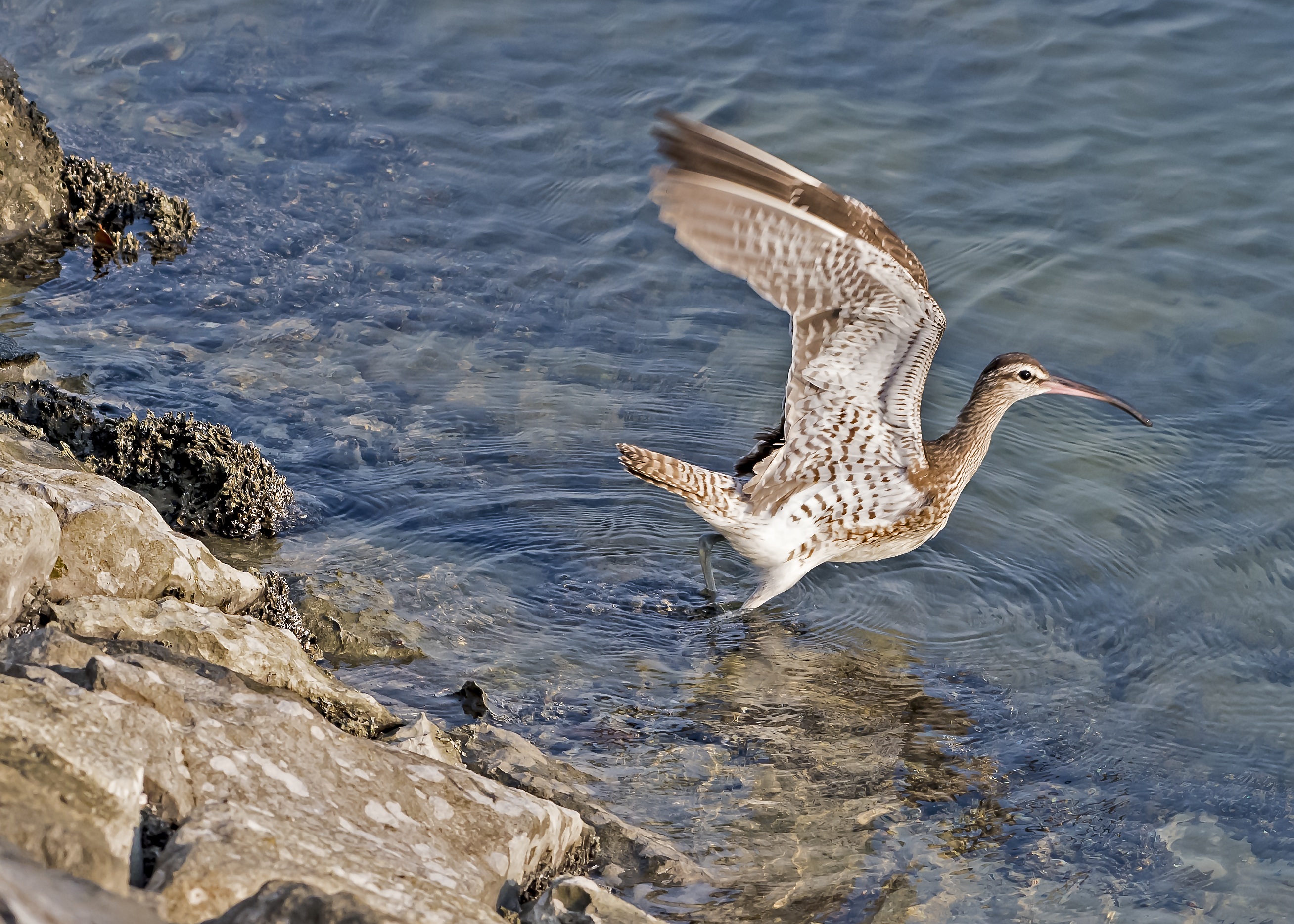 Bird long reel flies over the water free image download