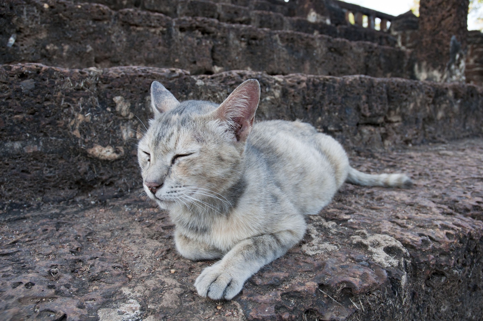 Adorable Sleeping Cat on Rock portrait free image download