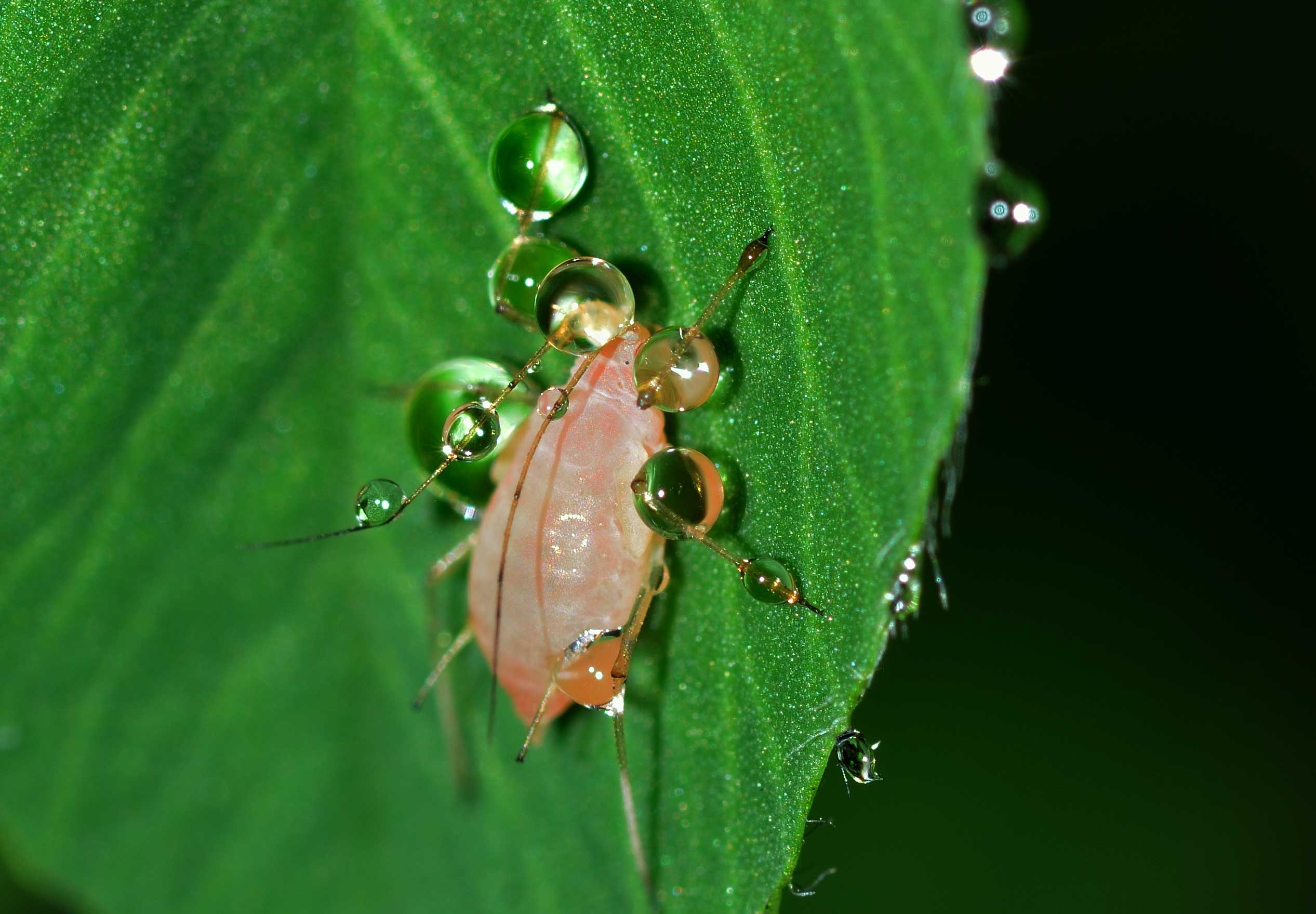 Pink Aphid with Drops on leaf, macro free image download