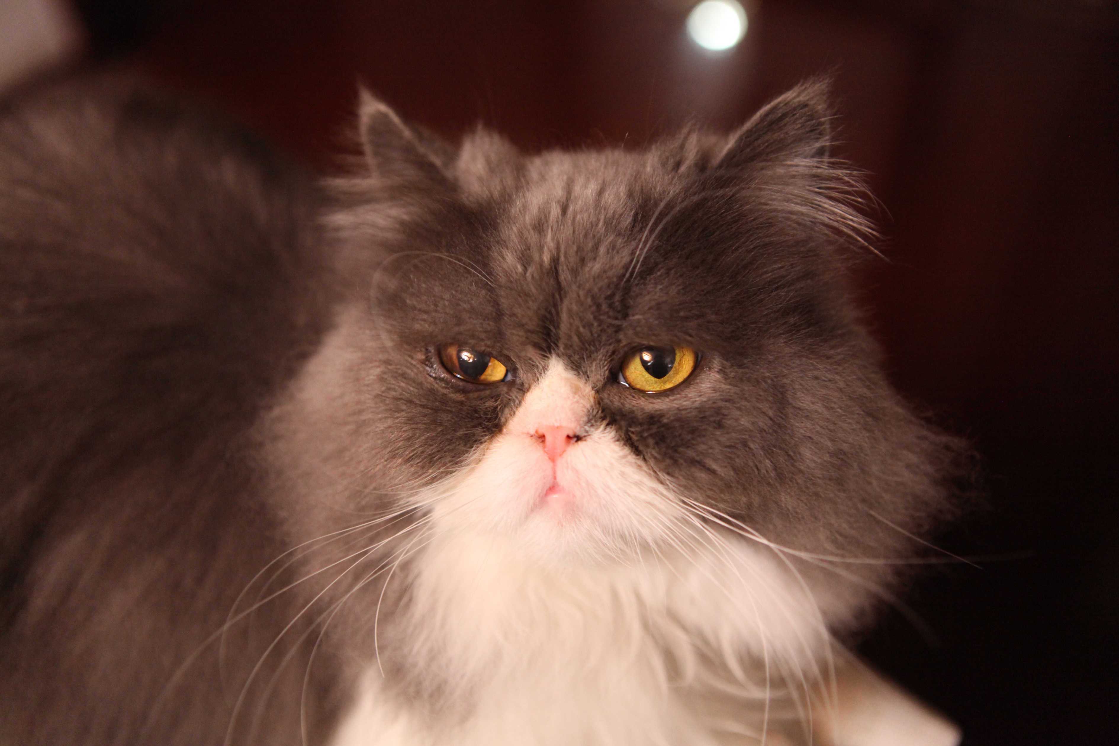 Unhappy face cat free image download