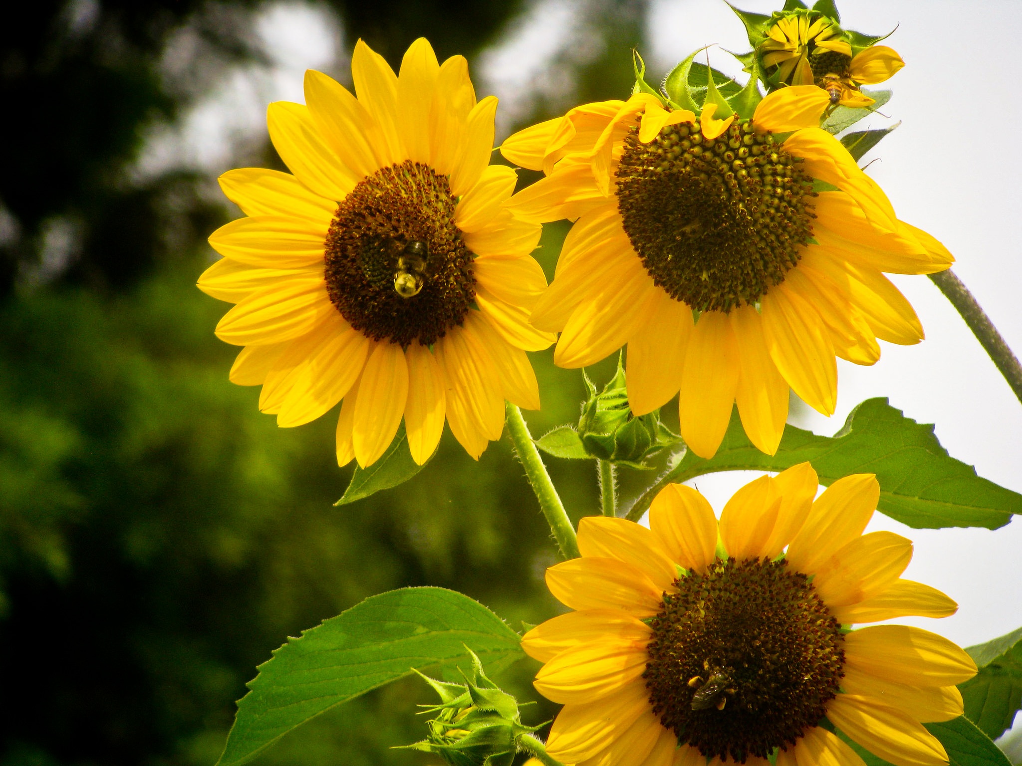 Bees collect nectar on a sunflower free image download