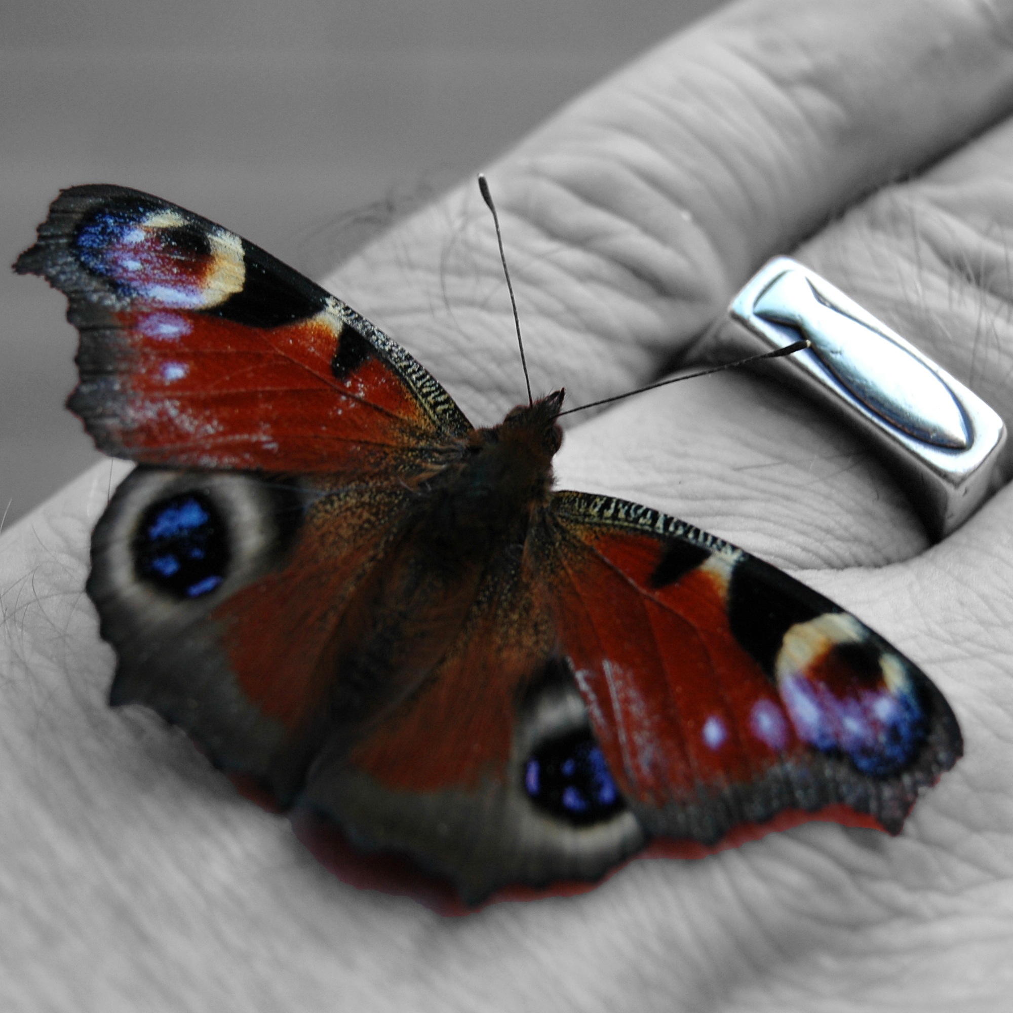 Beautiful butterfly is sitting on a hand close-up in monochrome free ...