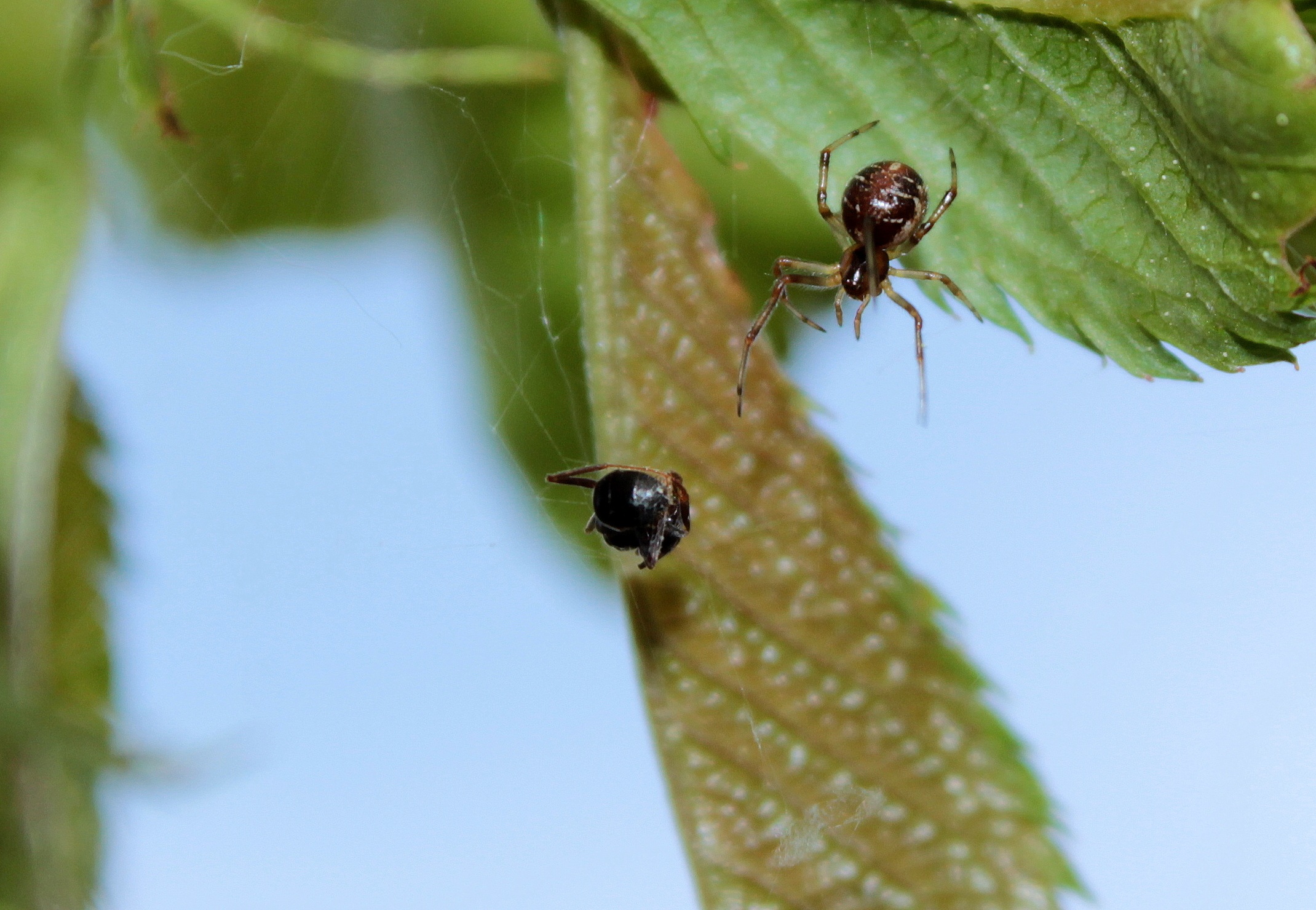 Picture of Small Spiders in a garden free image download