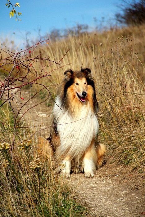 Incredibly beautiful collie free image download