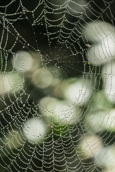 Cobweb after rain free image download