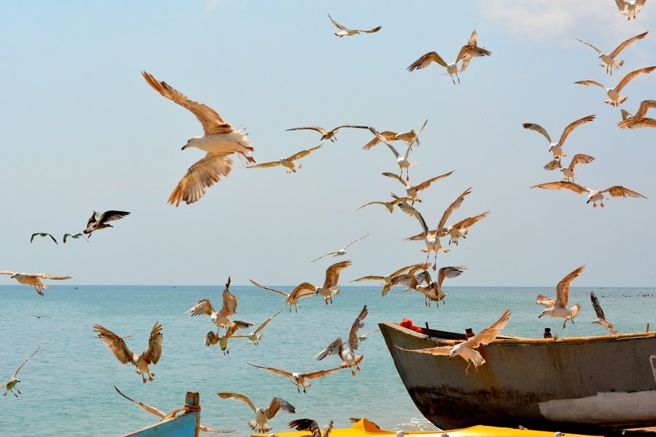 Seagull flying over the boat and water free image download