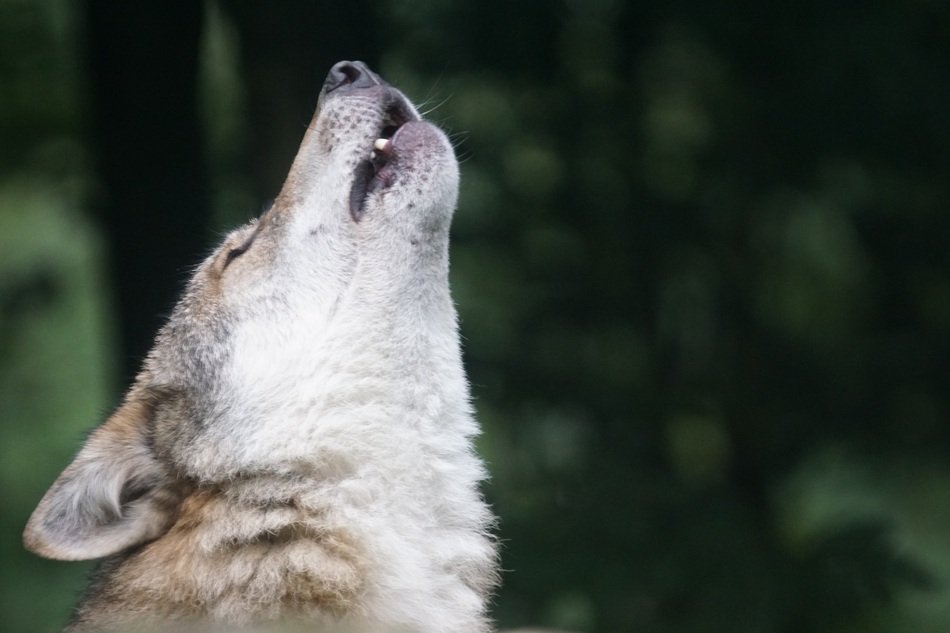Howling wolf head at blur background free image download