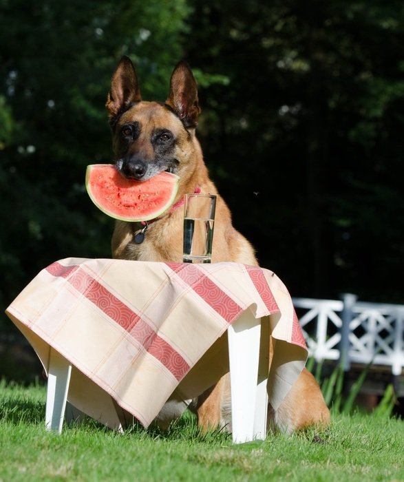 Dog with watermelon free image download