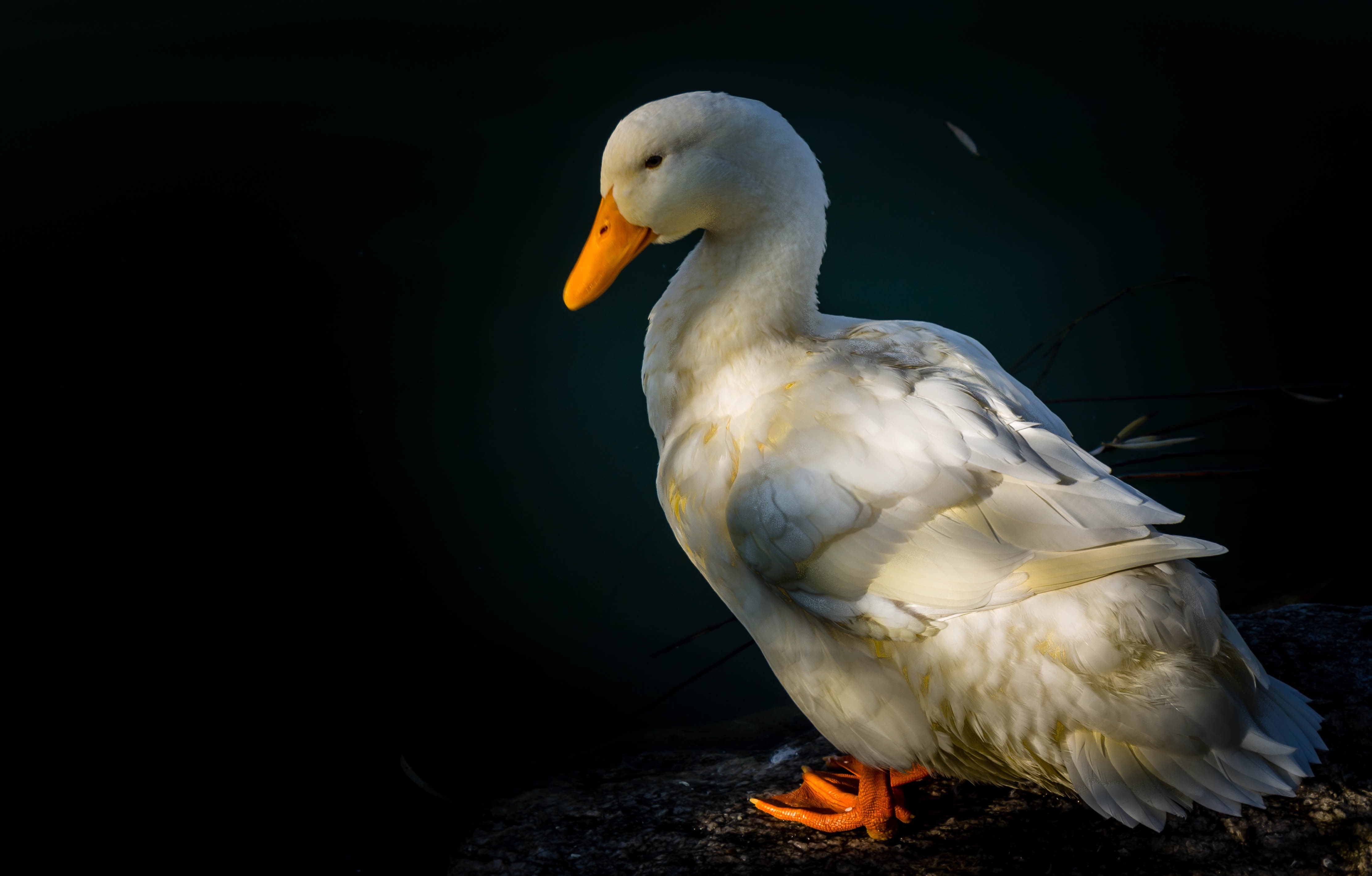 Cute White Duck free image download