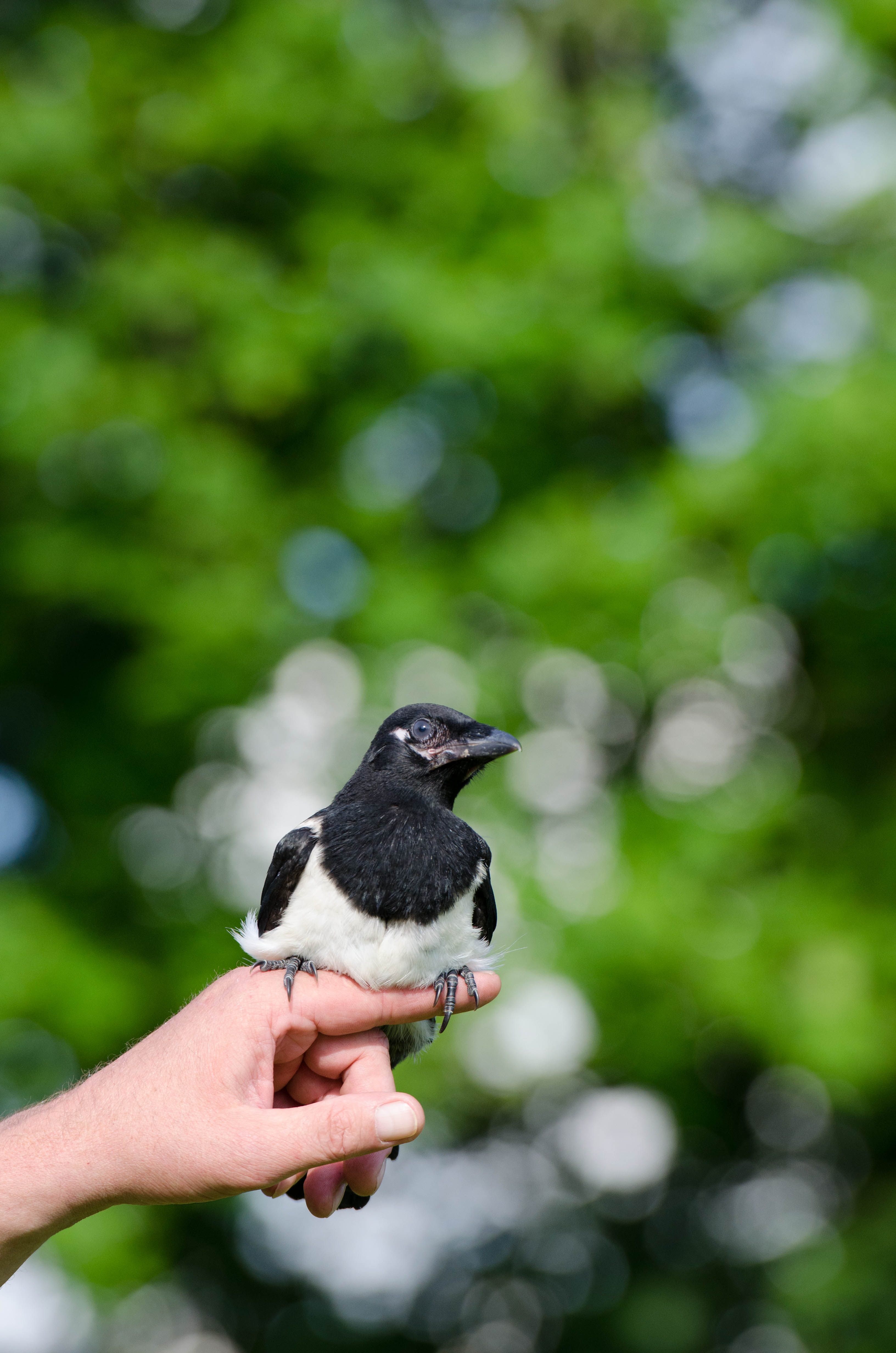 The bird is sitting on the finger free image download