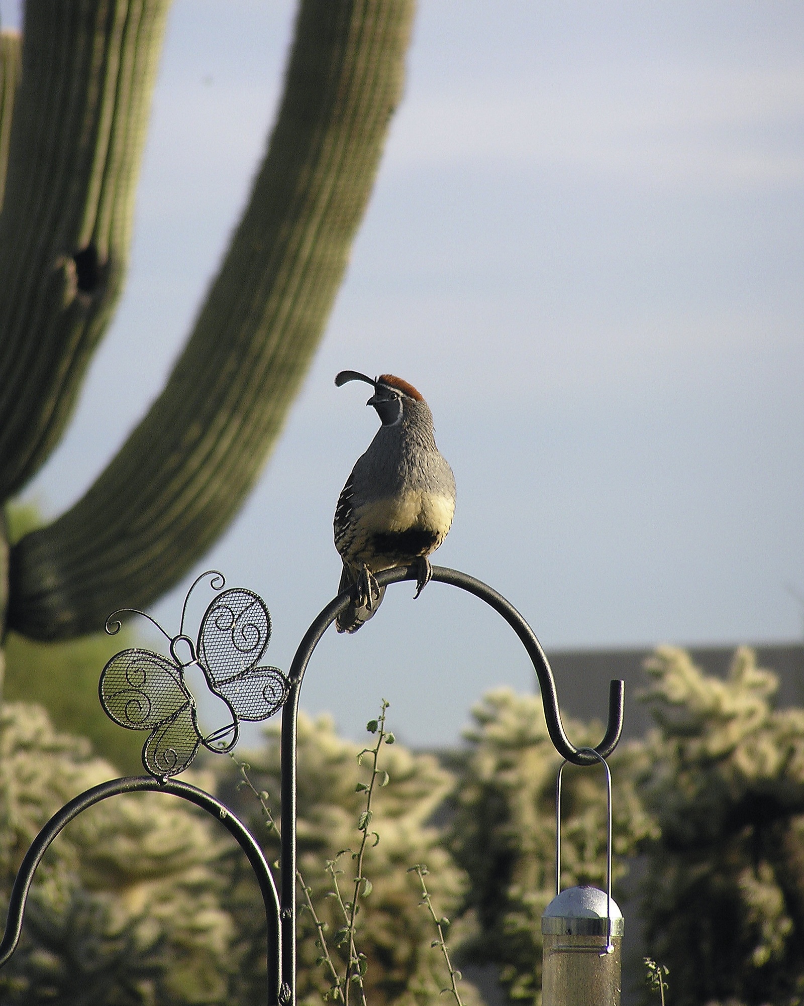 Male quail bird in the desert in Arizona free image download