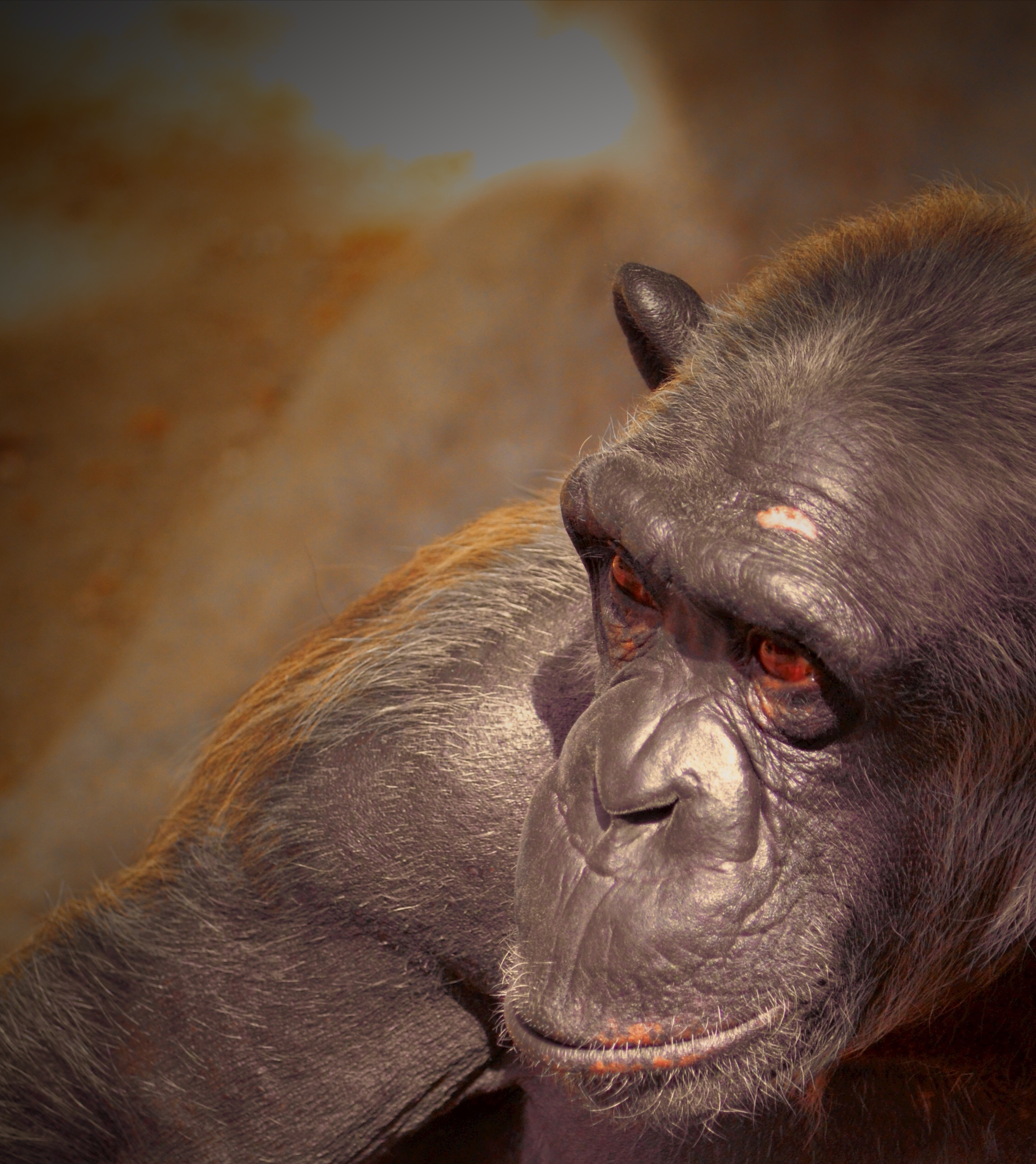 Beautiful and amazing Chimpanzee free image download