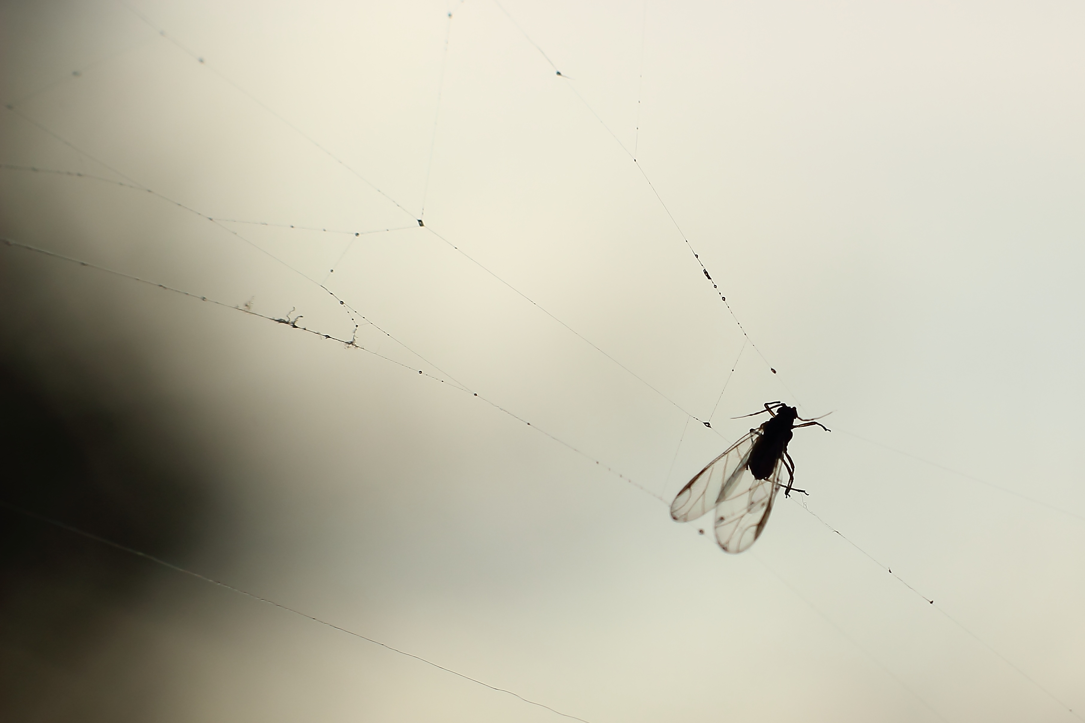 Fly in Cobweb free image download