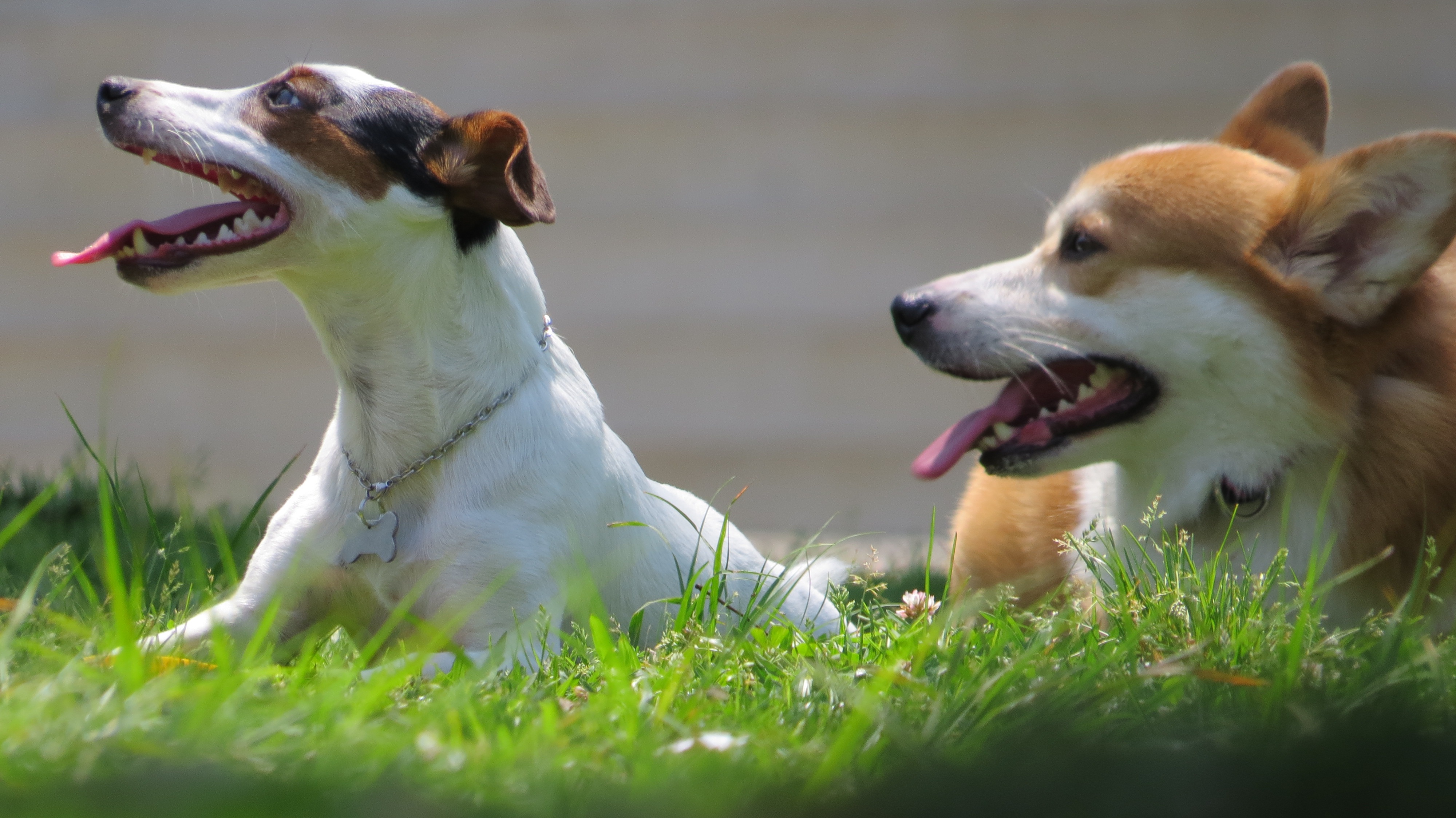 Domestic Dogs On A Grass Free Image Download