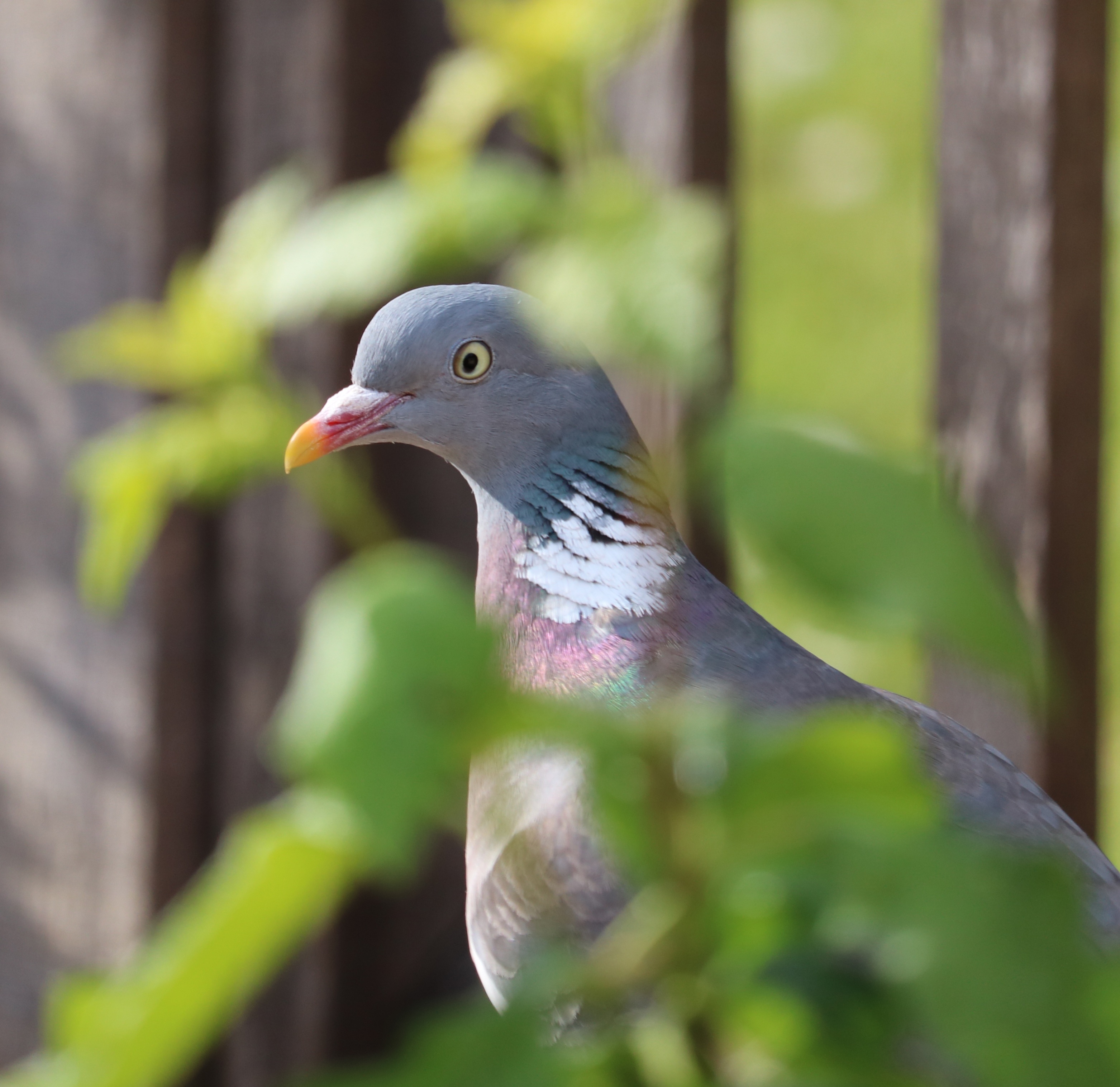 Grey Pigeon in greenery free image download