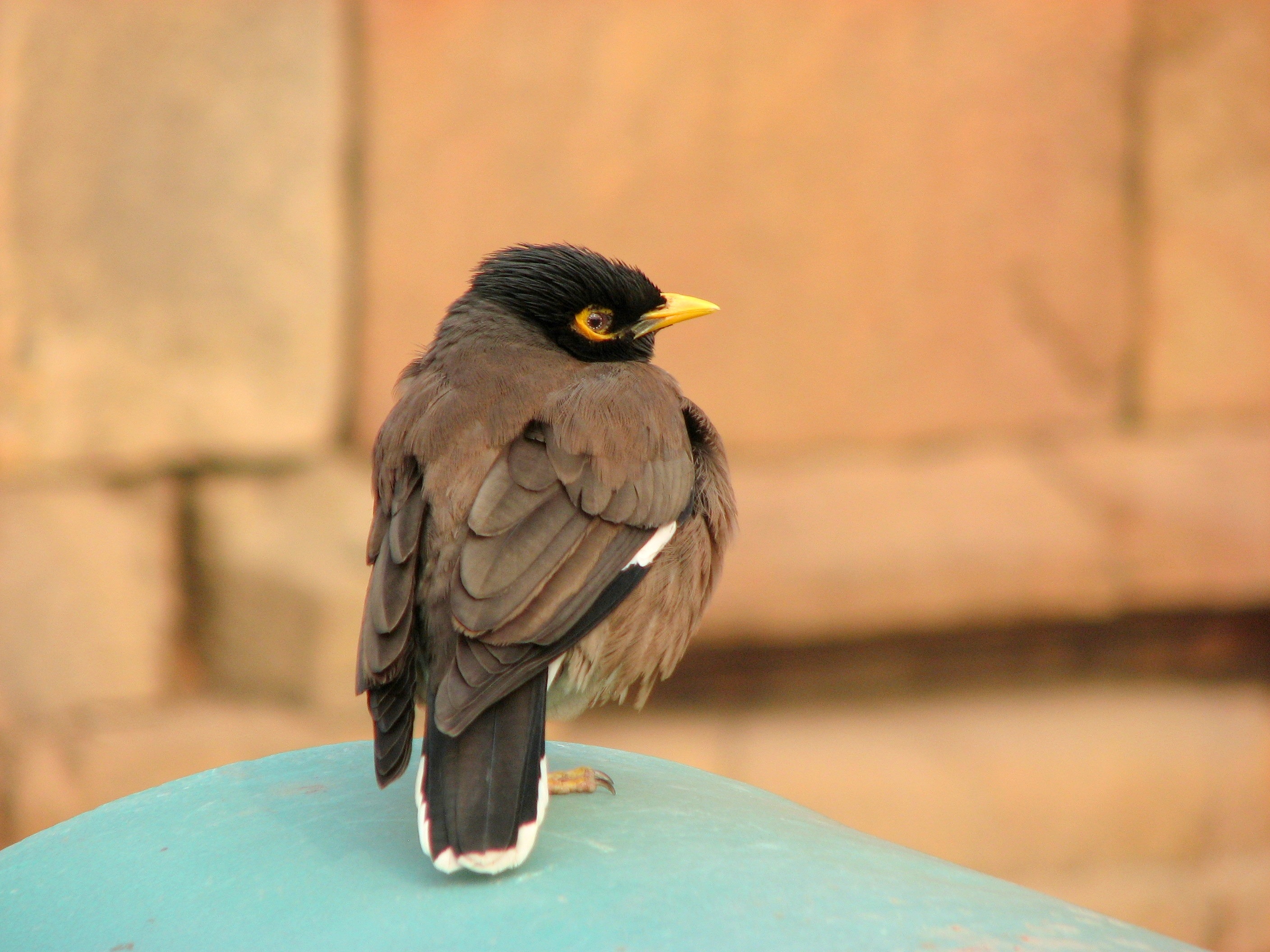 Striking Mynah Bird free image download