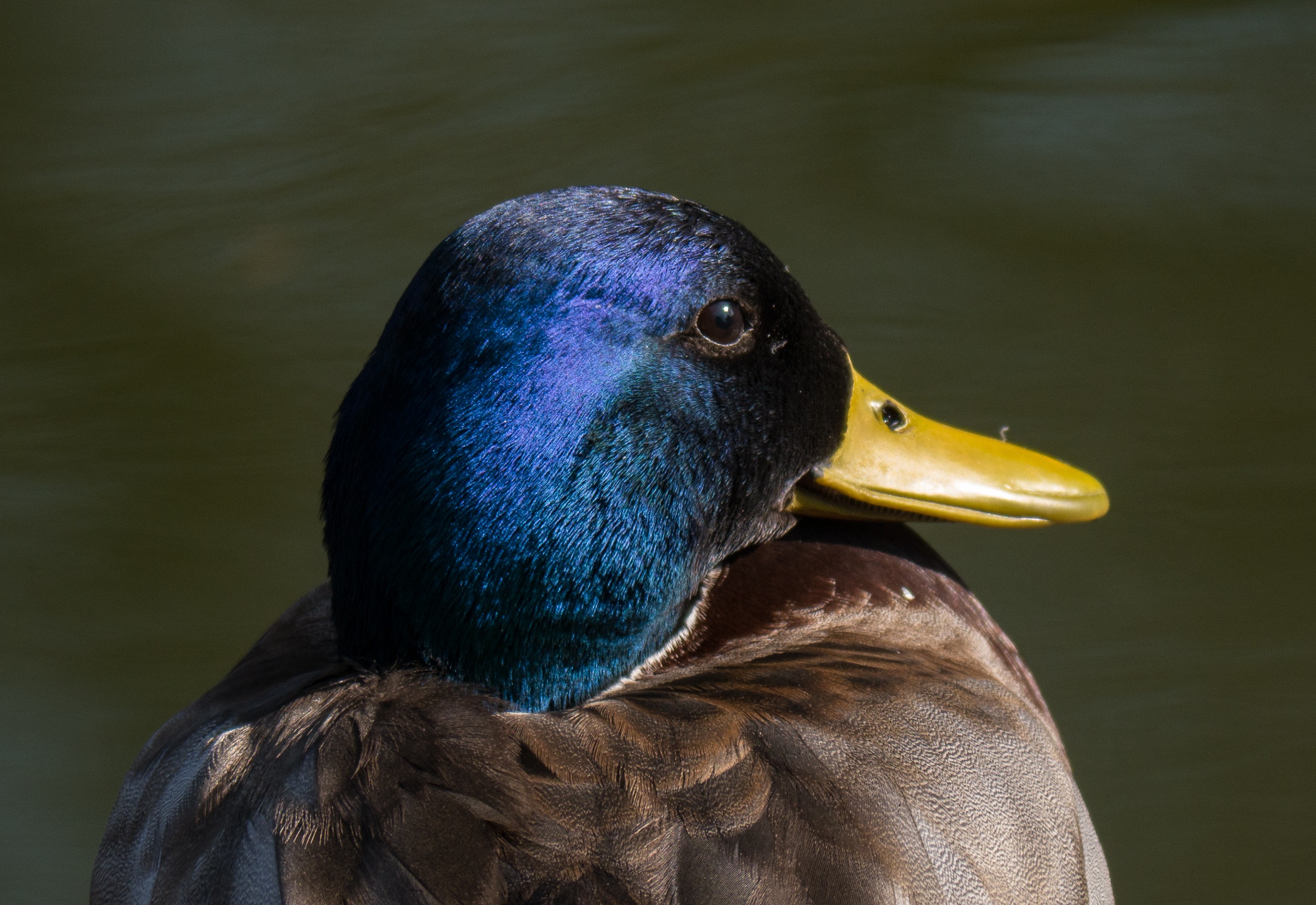 Colorful duck free image download
