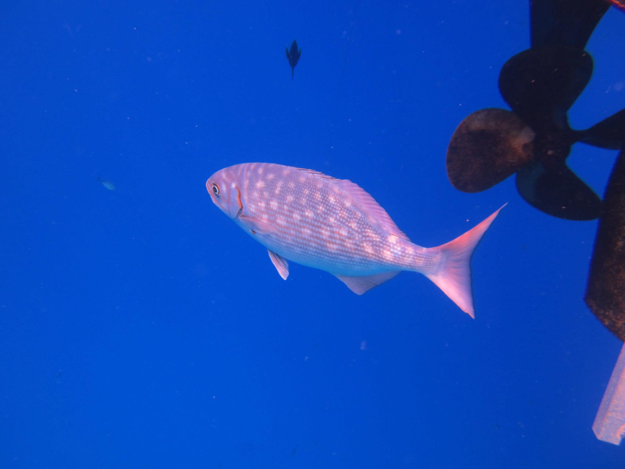 Hawaii Fish free image download