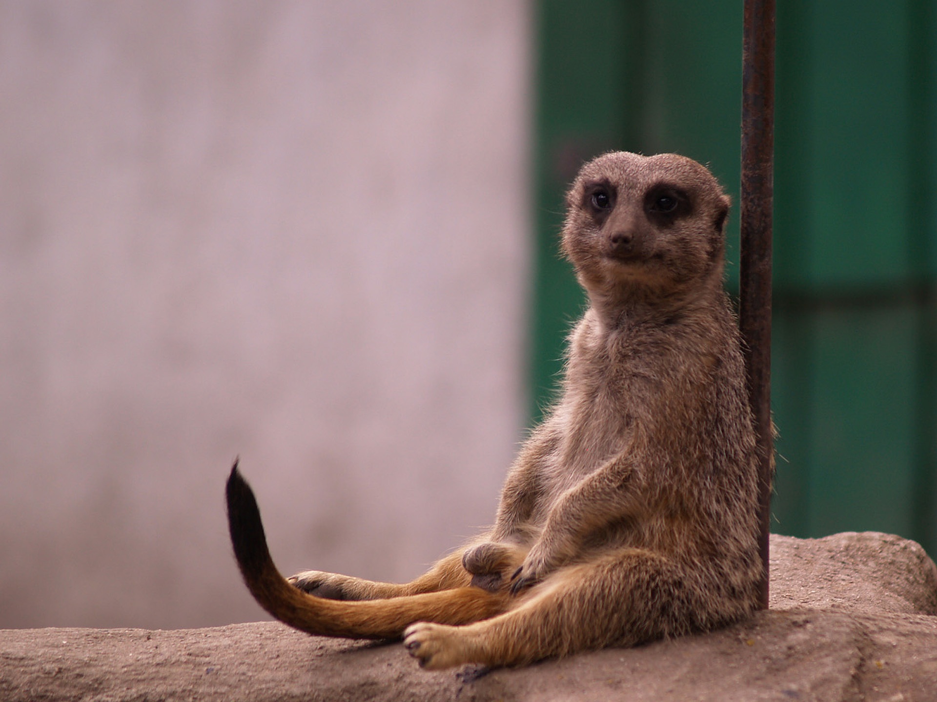 Meerkat is resting free image download