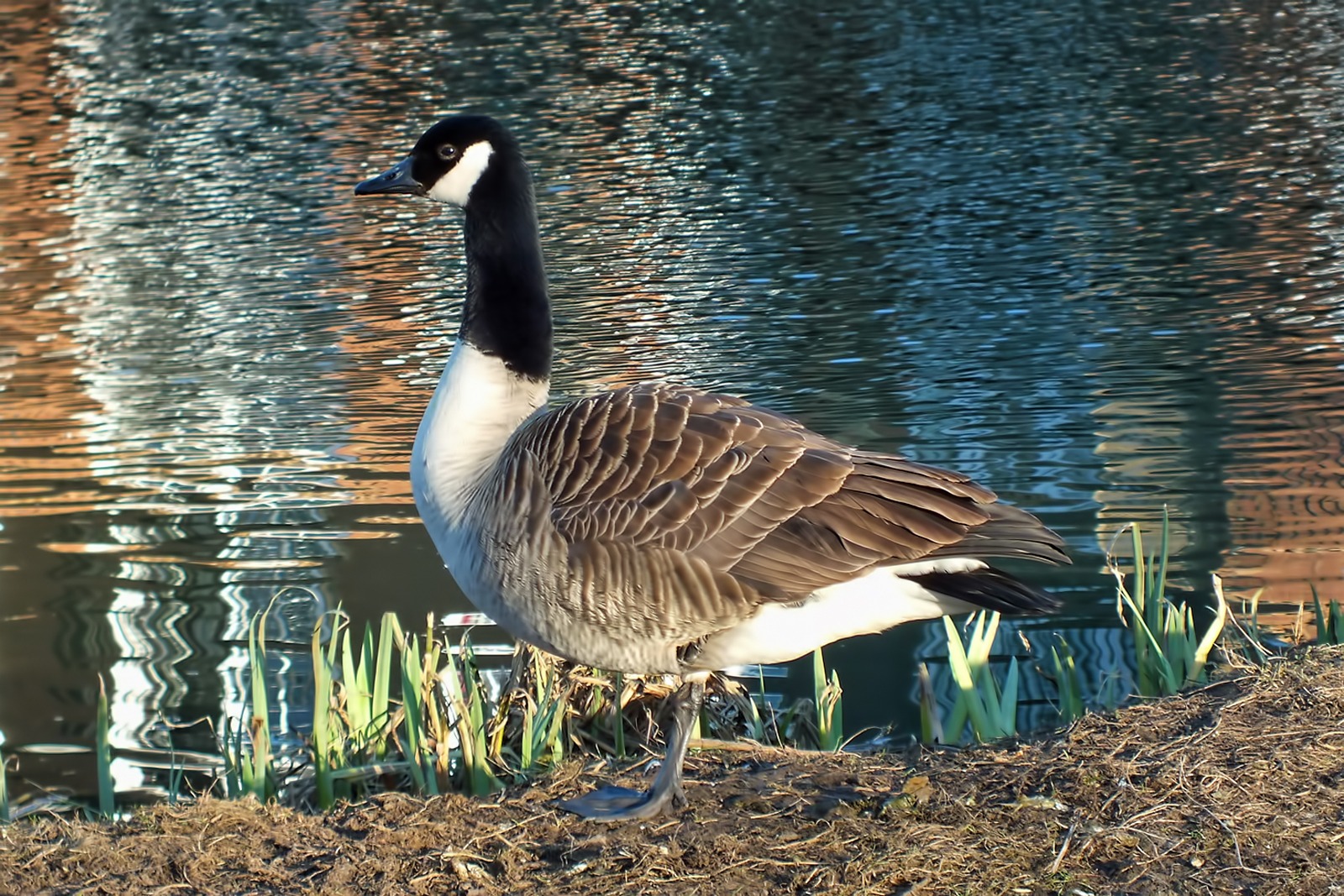 Goose Standing River free image download