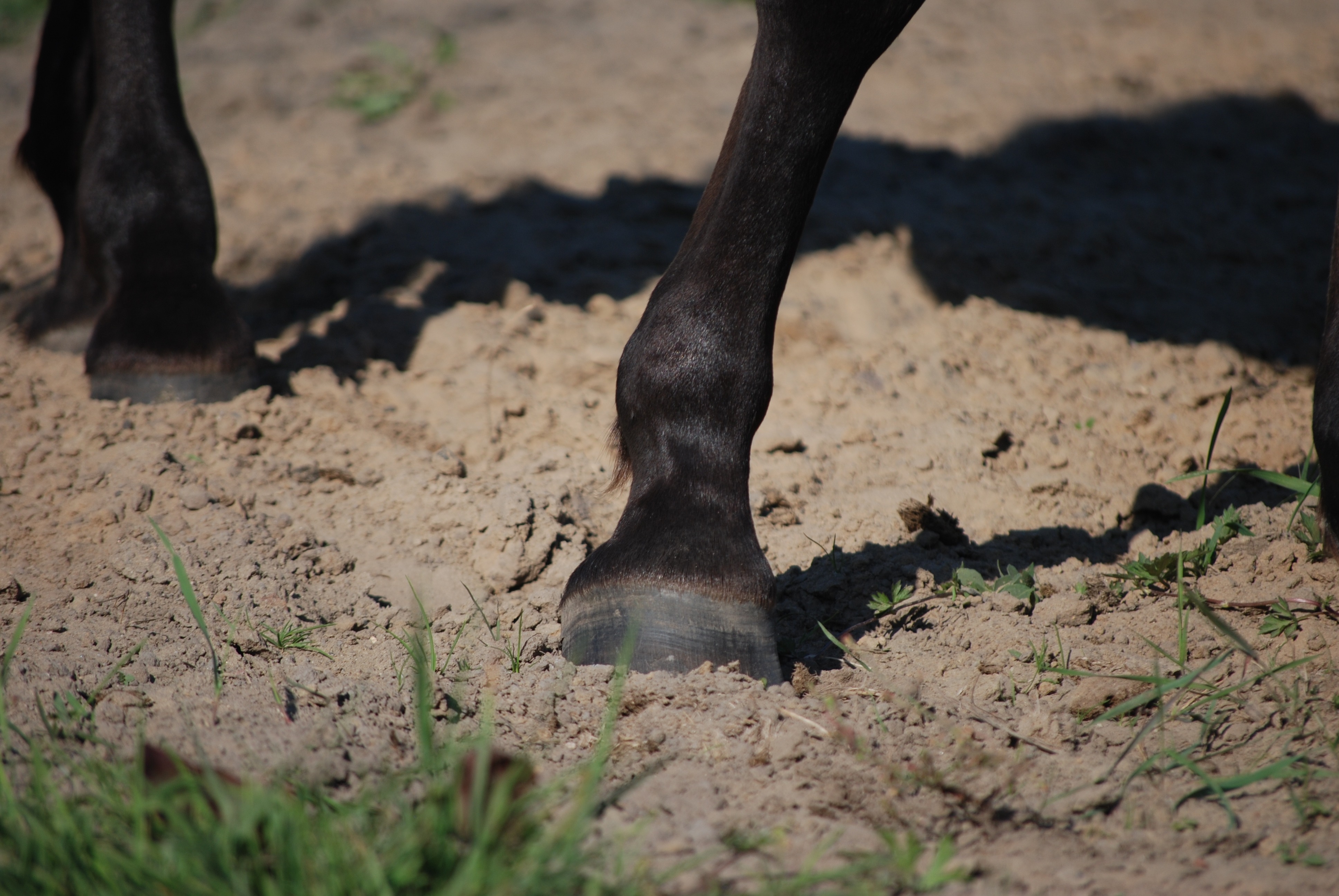 Black horse hooves free image download