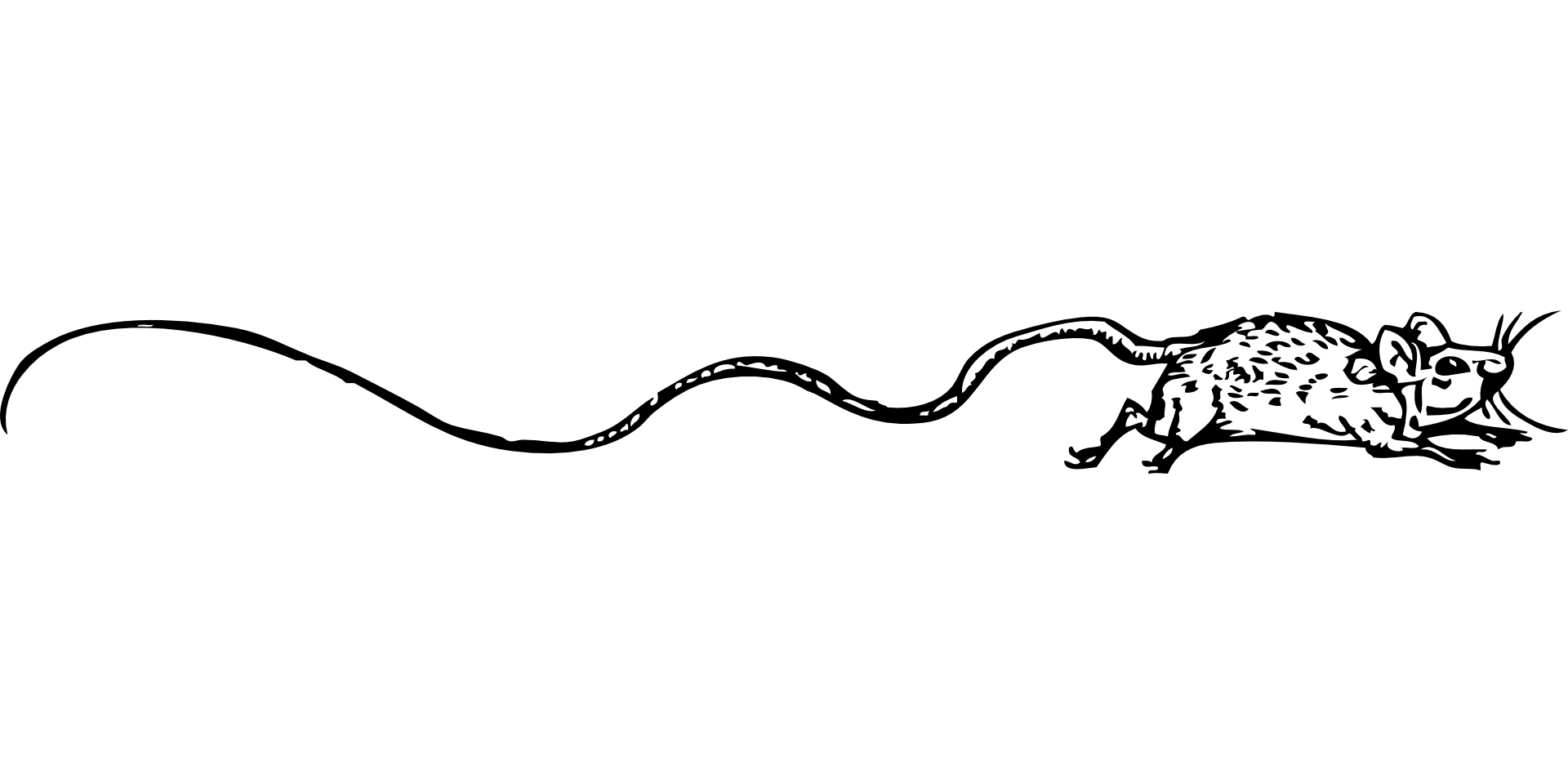 Drawing of Mouse free image download