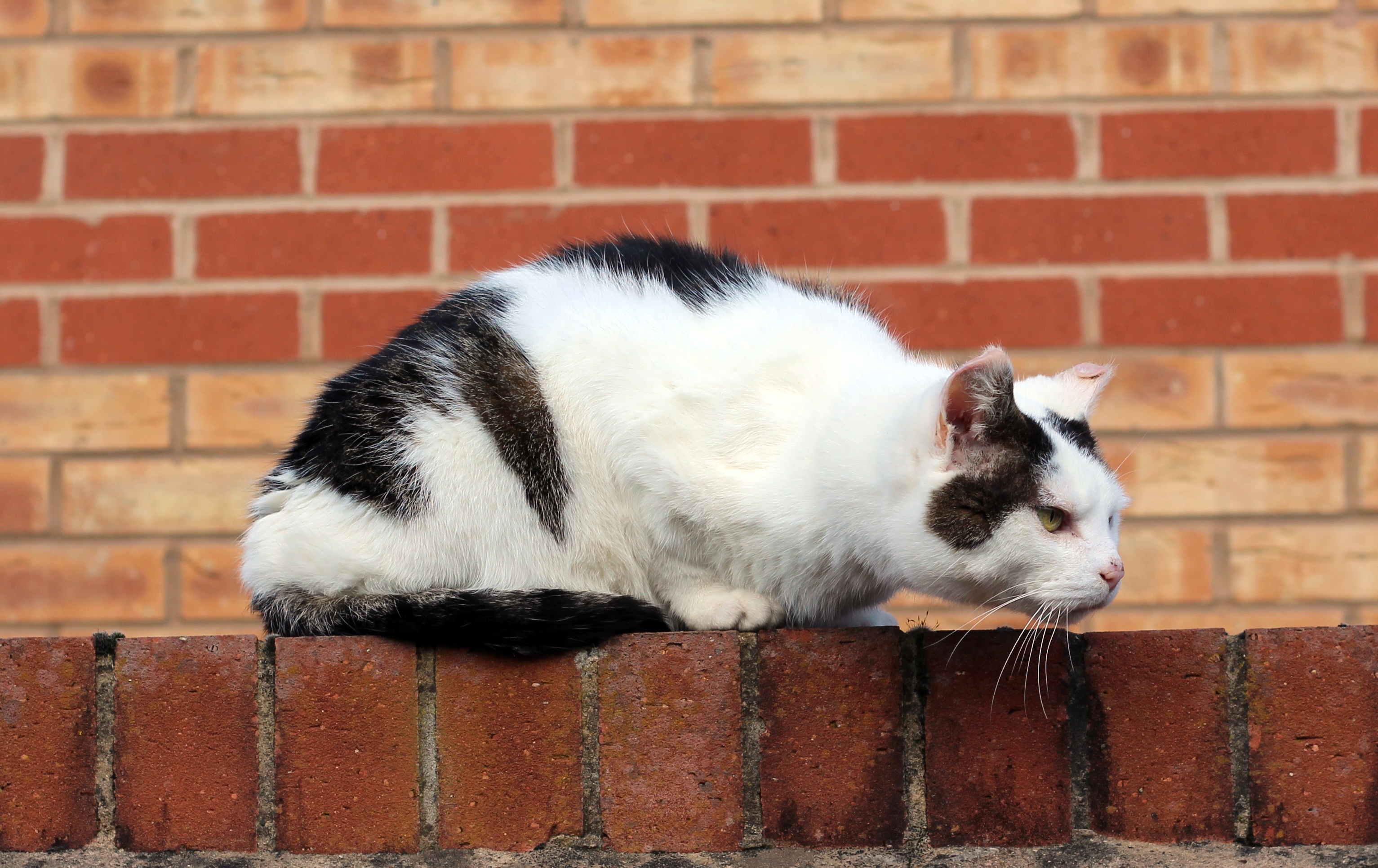 Black and white cat on a brick wall free image download