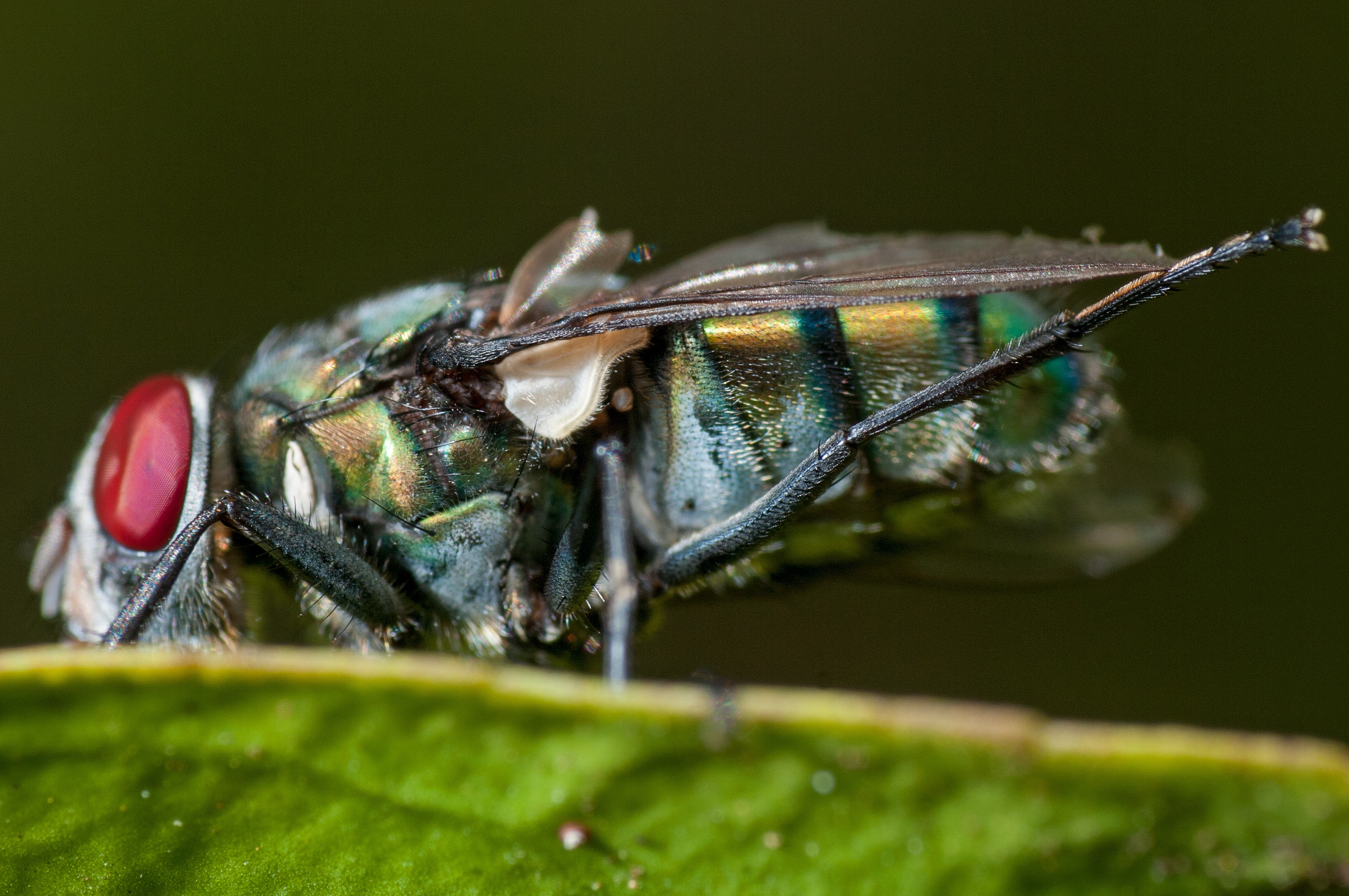 Strikingly beautiful Fly free image download