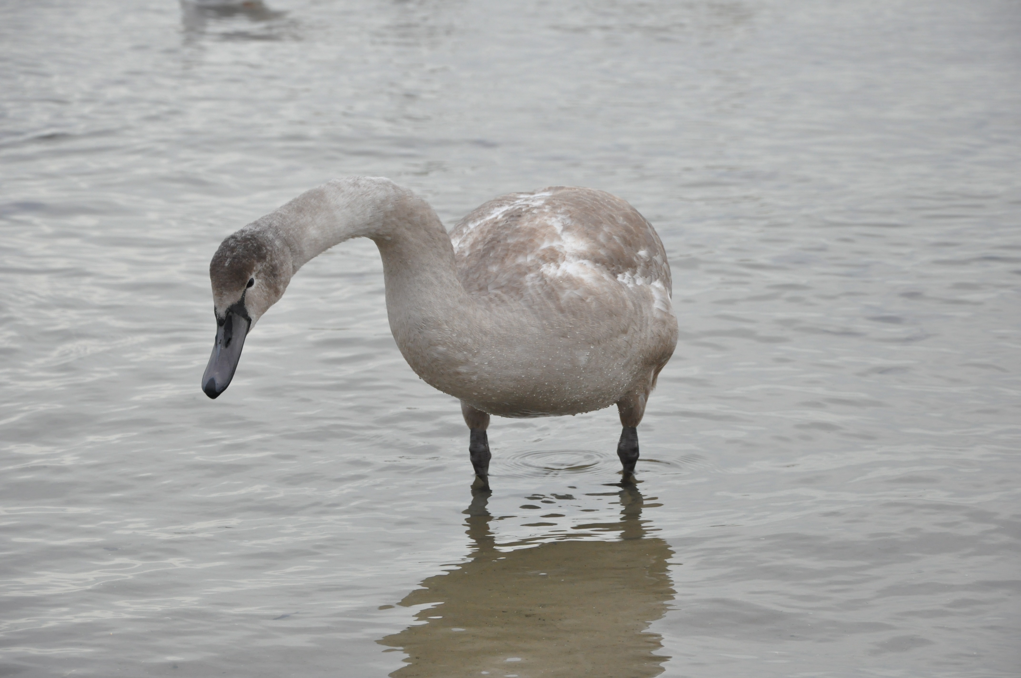 Wonderful brown Swan free image download