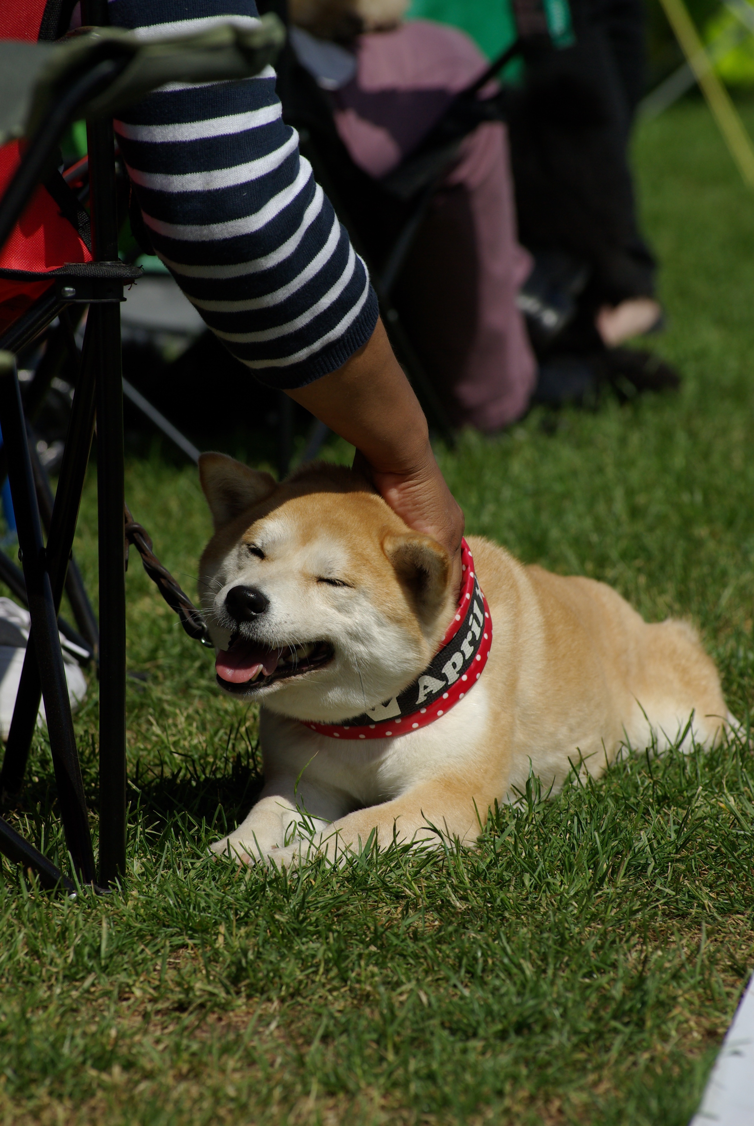 Happy dog scratching behind the ears free image download