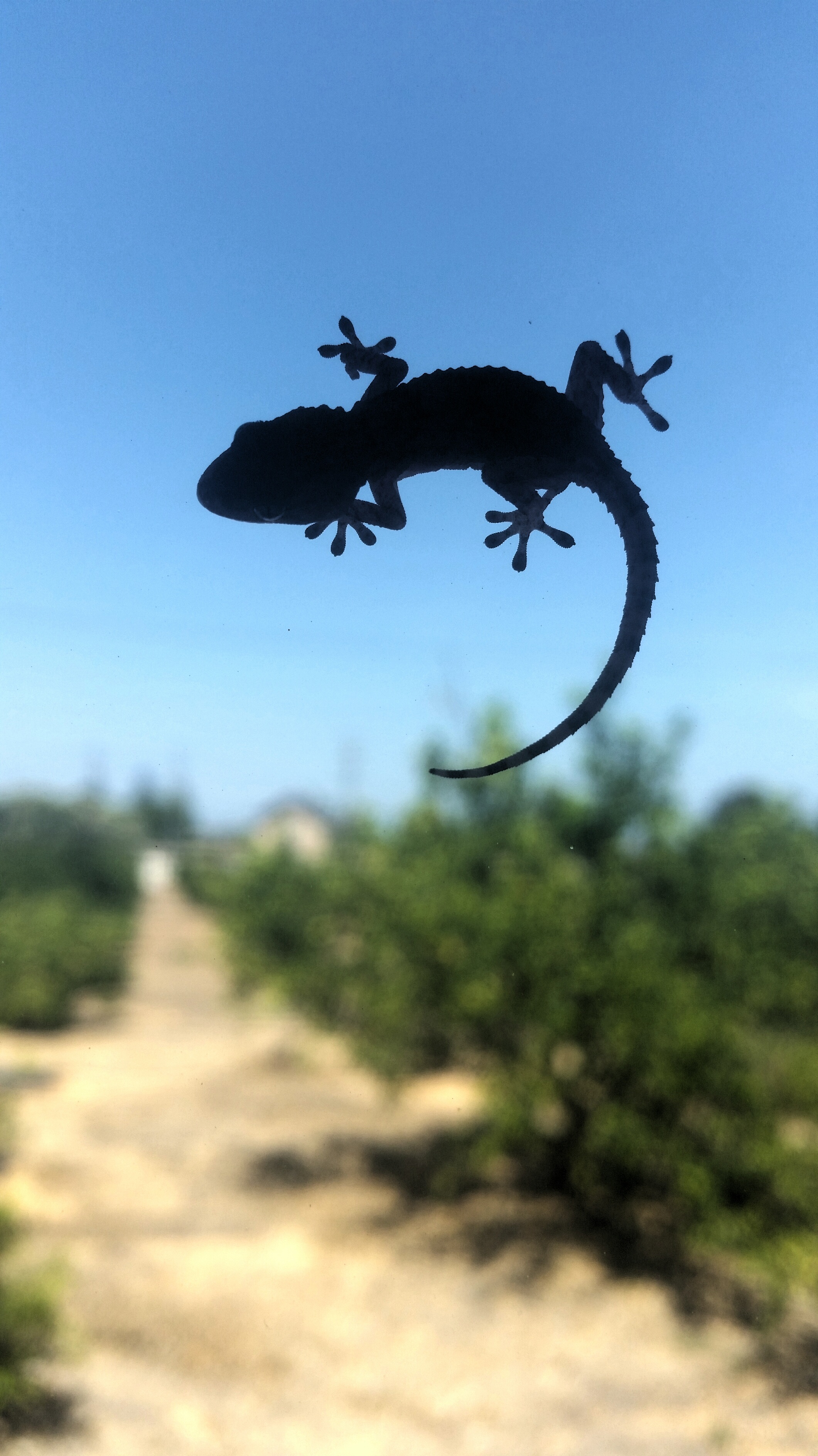 Small Gekko free image download