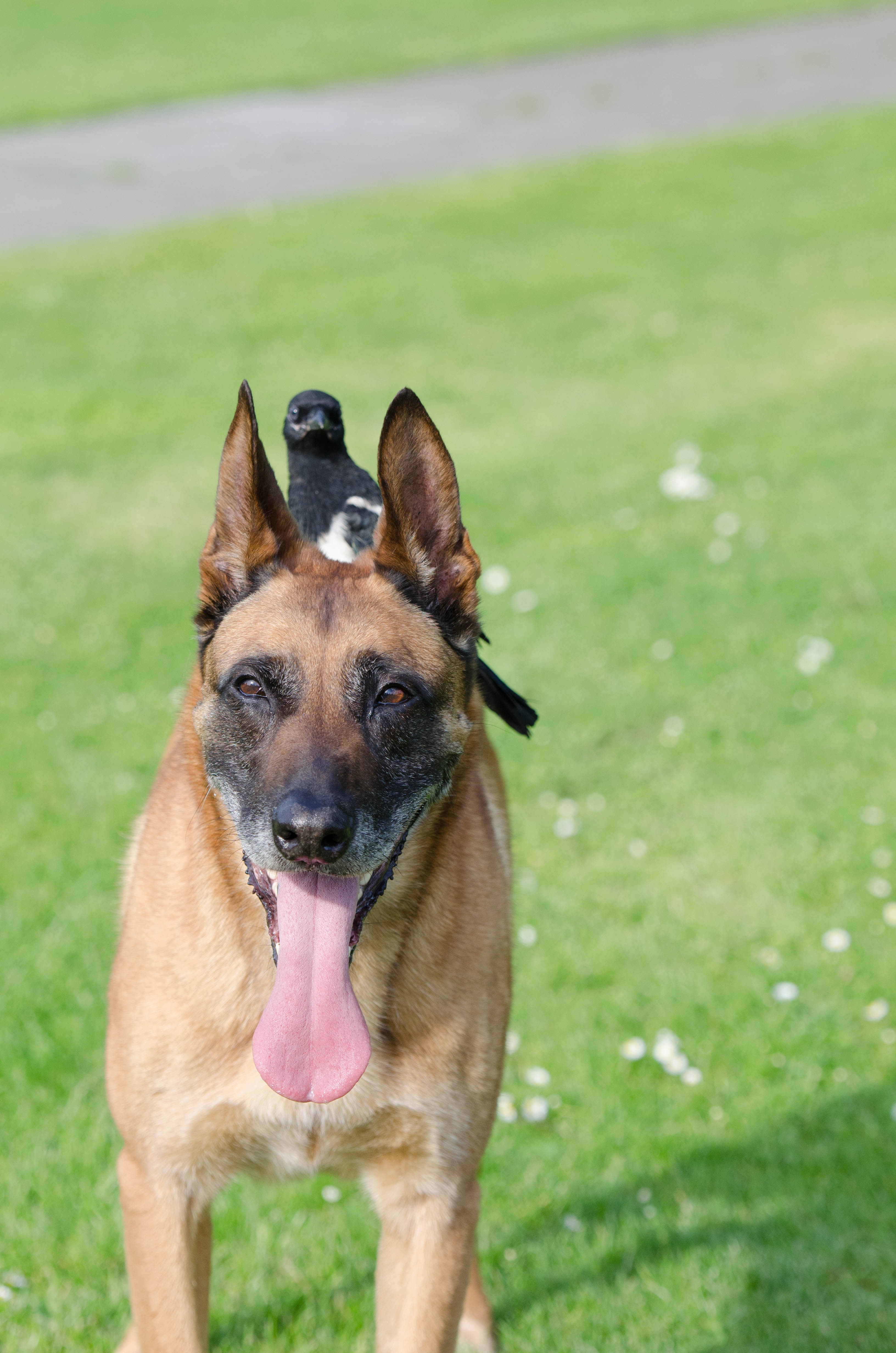 Magpie on the malinois dog free image download