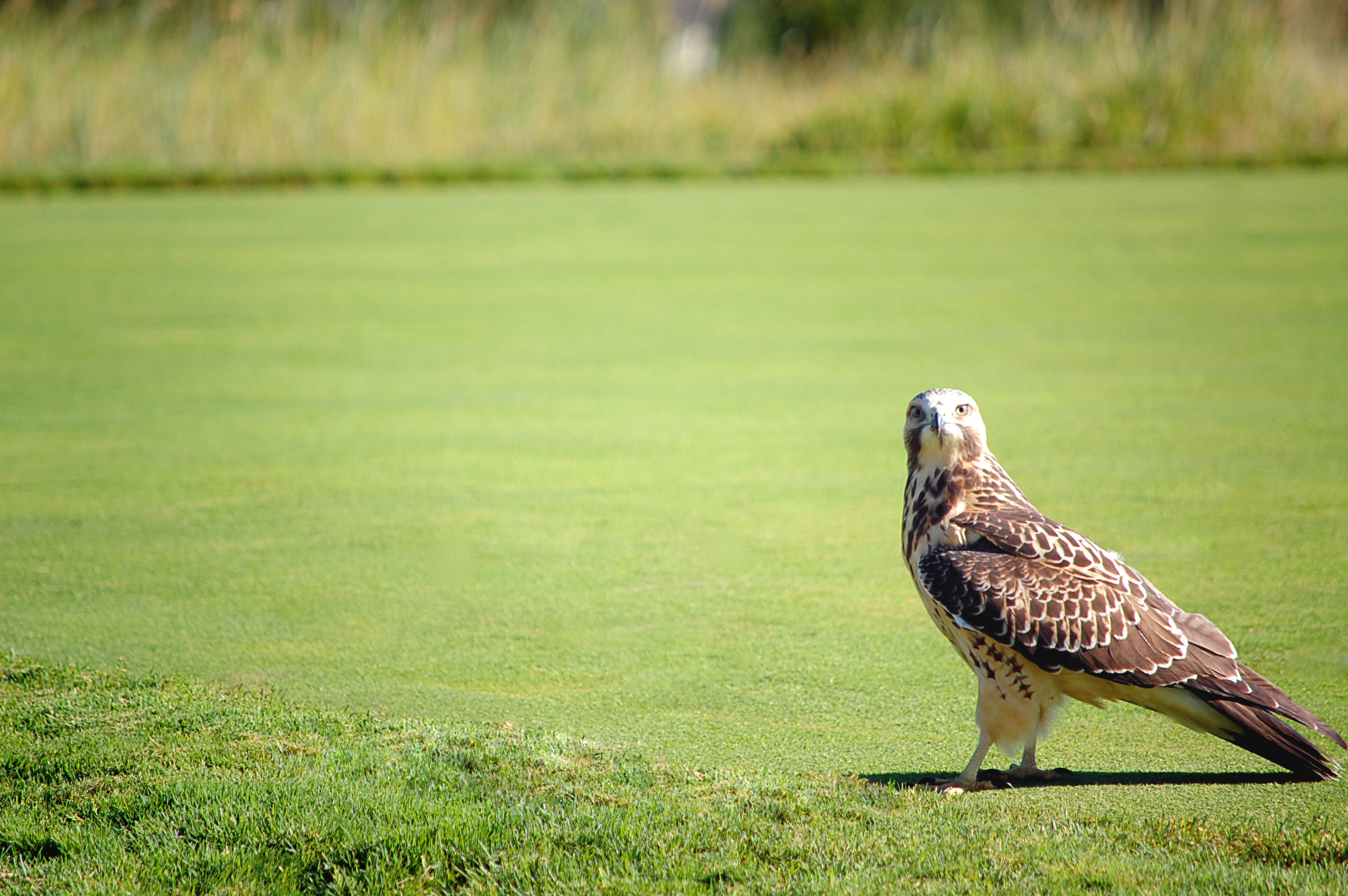 Hawk on green lawn free image download