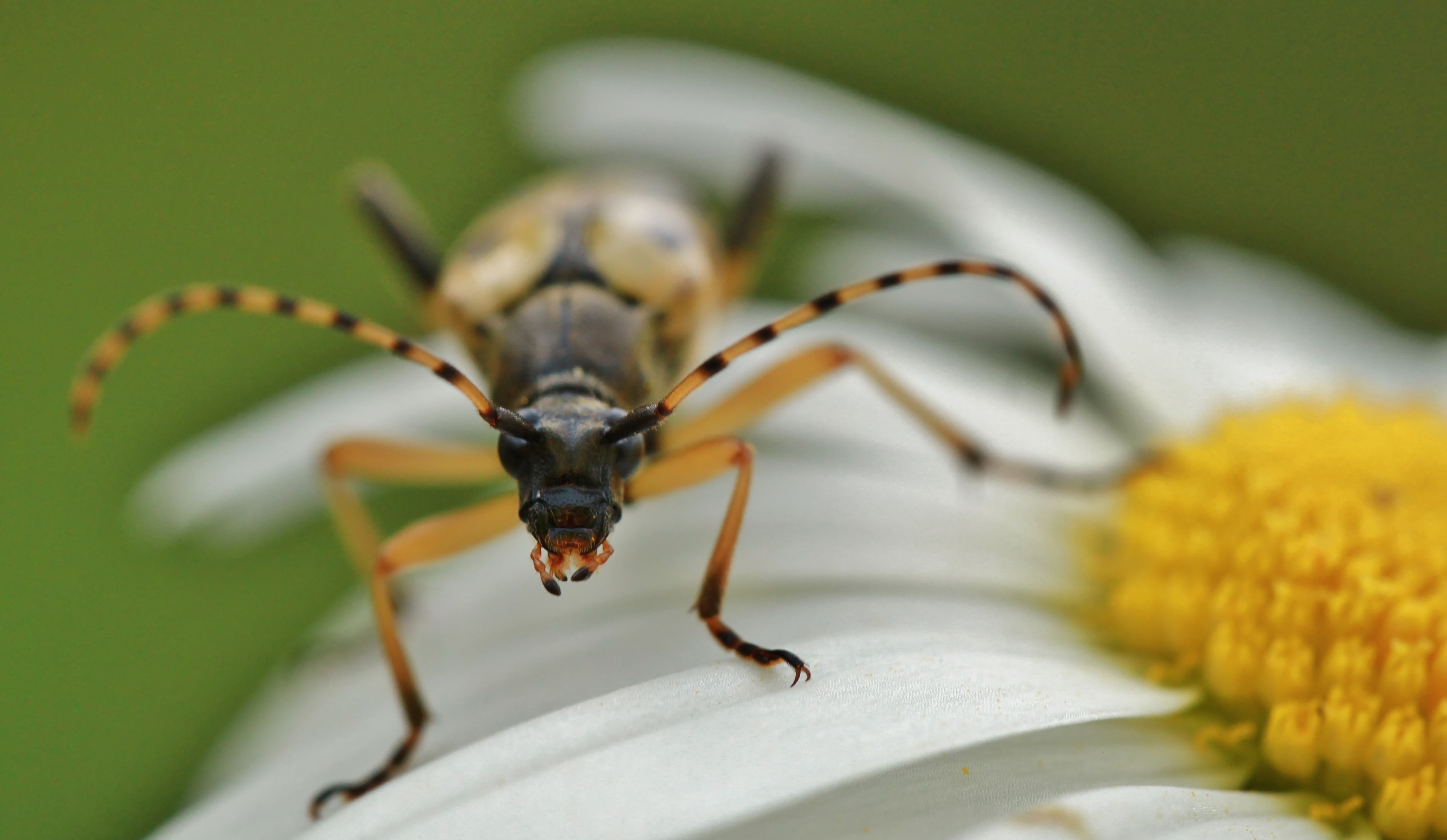 Beetle on a white daisy close-up free image download