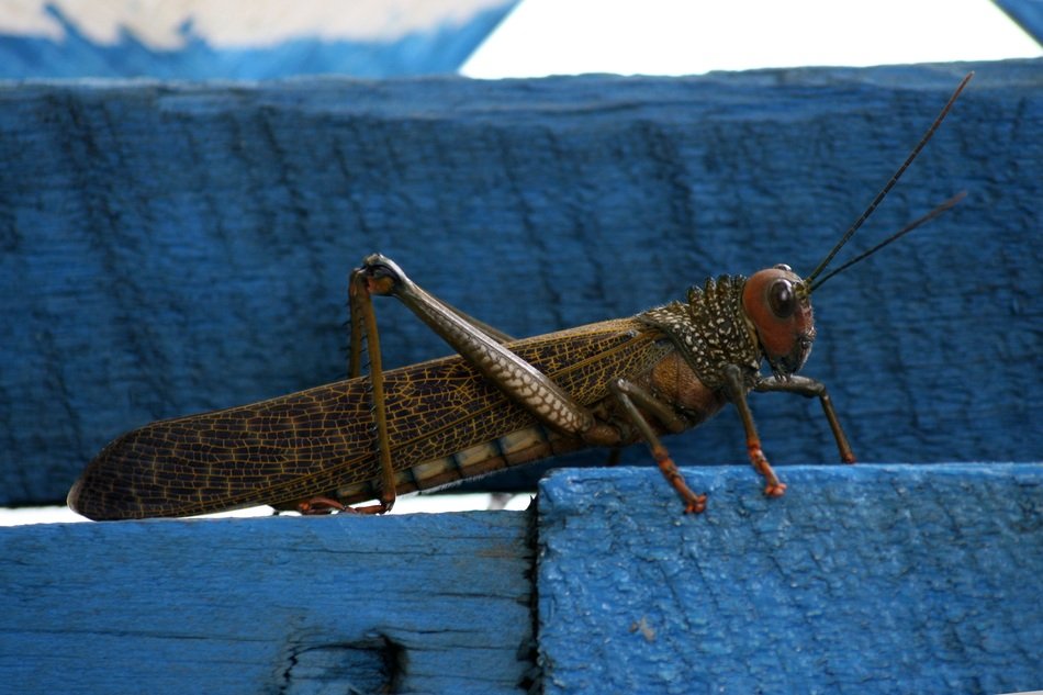 Macro photo of the grasshopper on the blue wood free image download