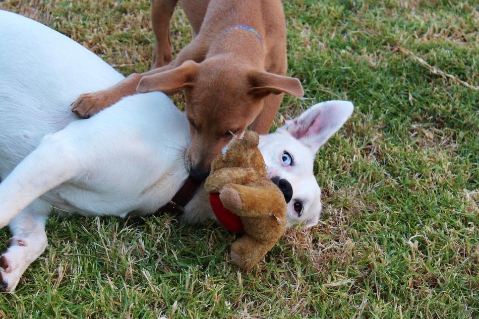 Dogs play with a teddy bear free image download
